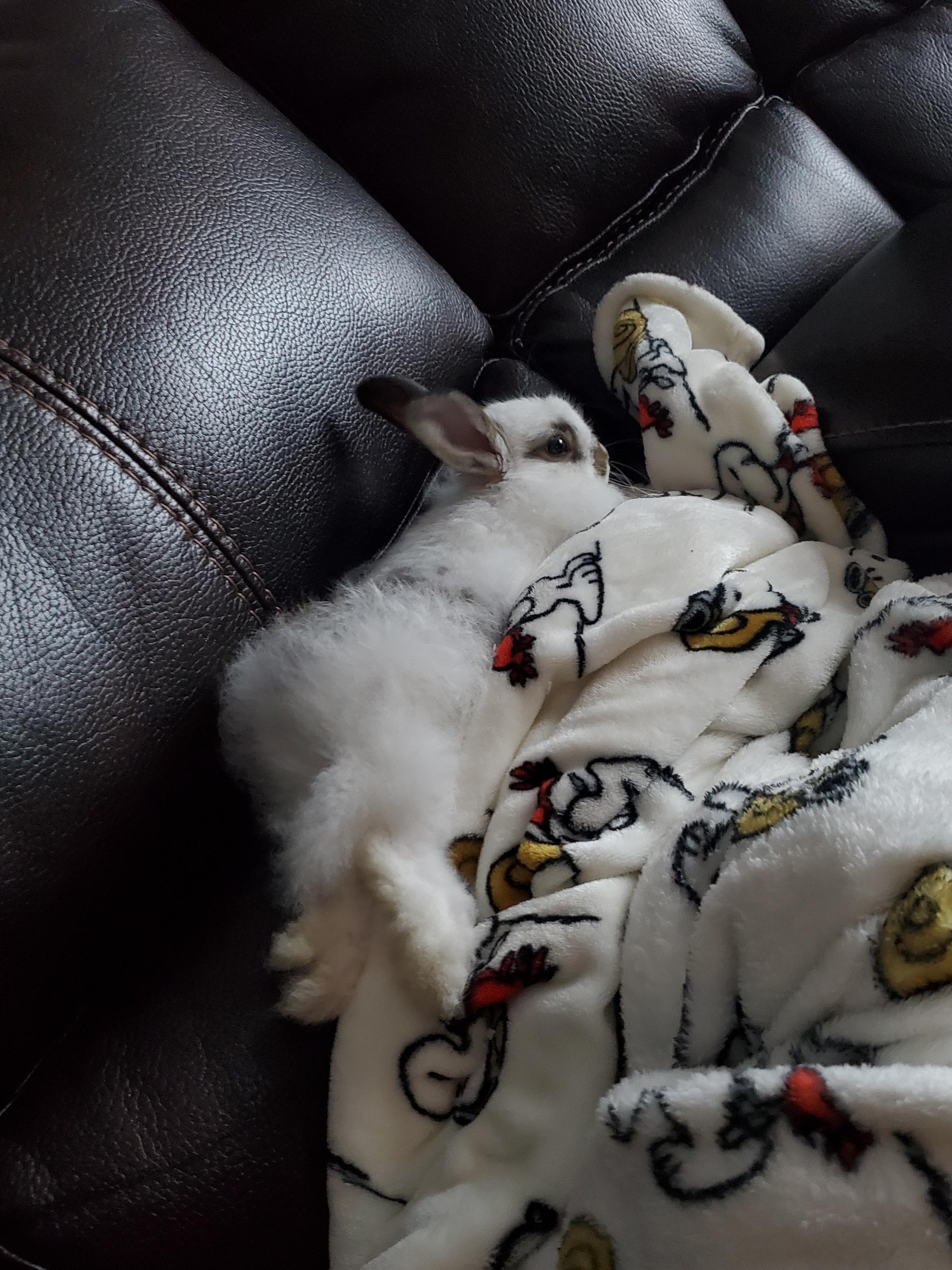 First time she's flopped on the couch 😁😍 | Scrolller