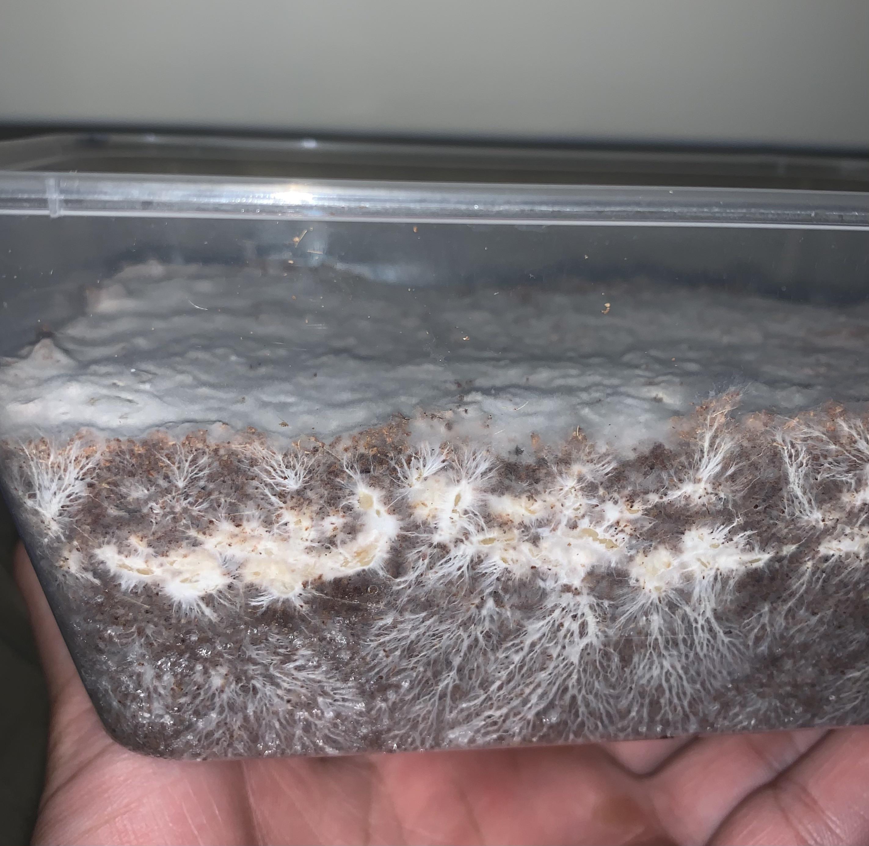 First time spawning cloned 😀 | Scrolller