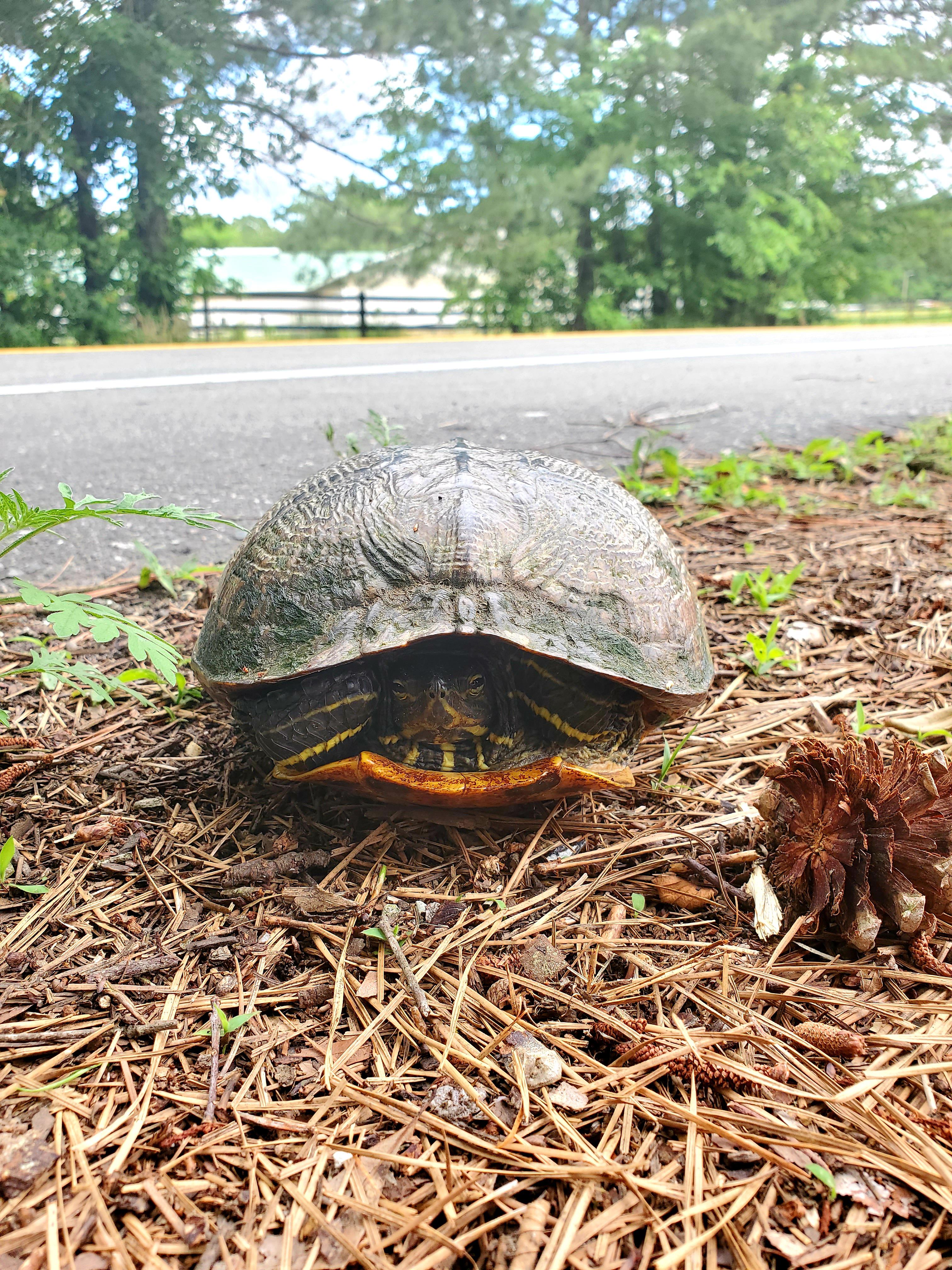 First turtle rescue of the year | Scrolller