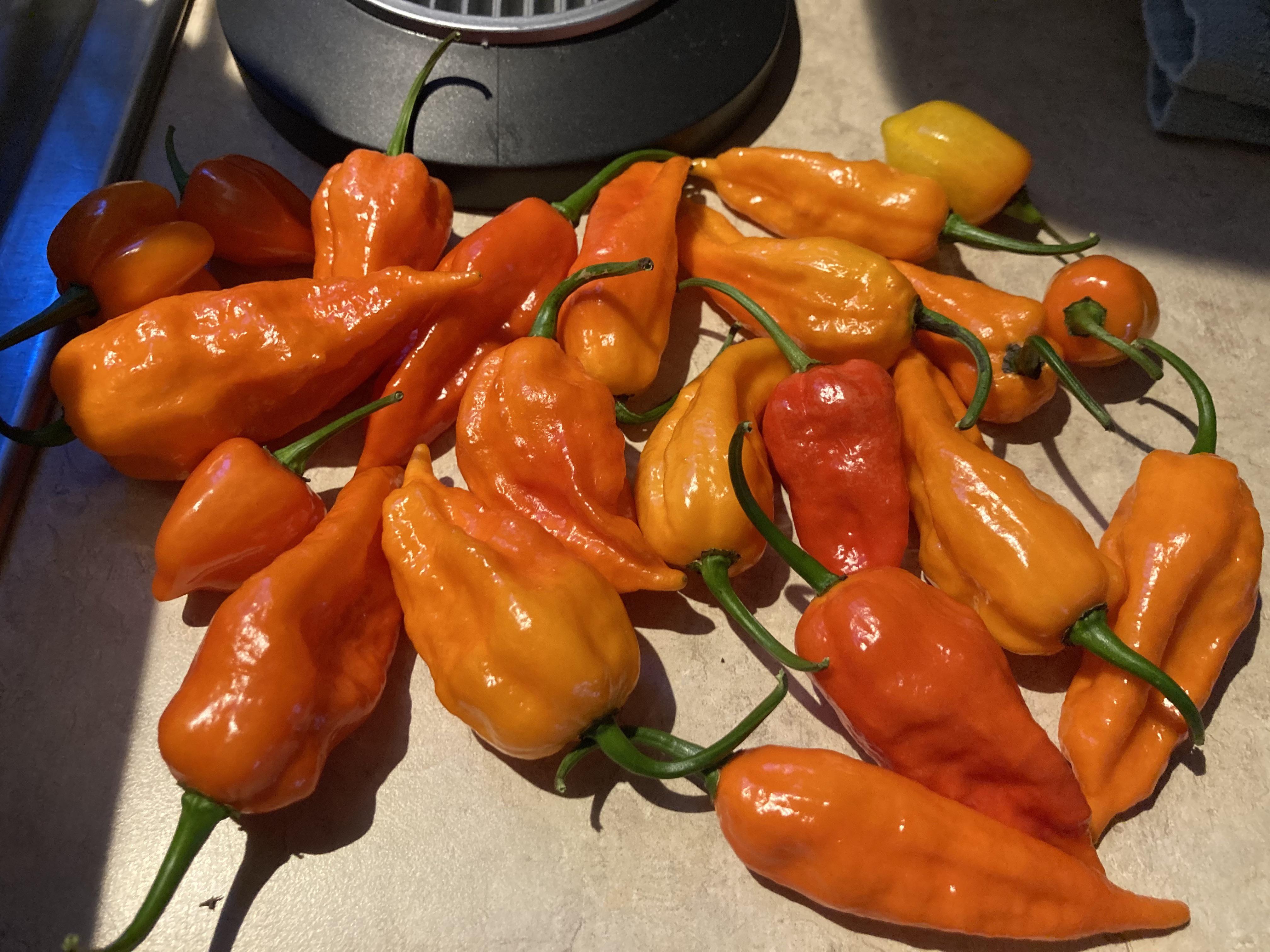First year trying to plant ghost peppers, today’s harvest | Scrolller