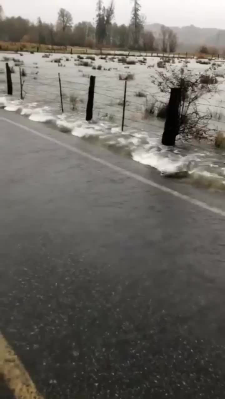 Fish crossing road | Scrolller