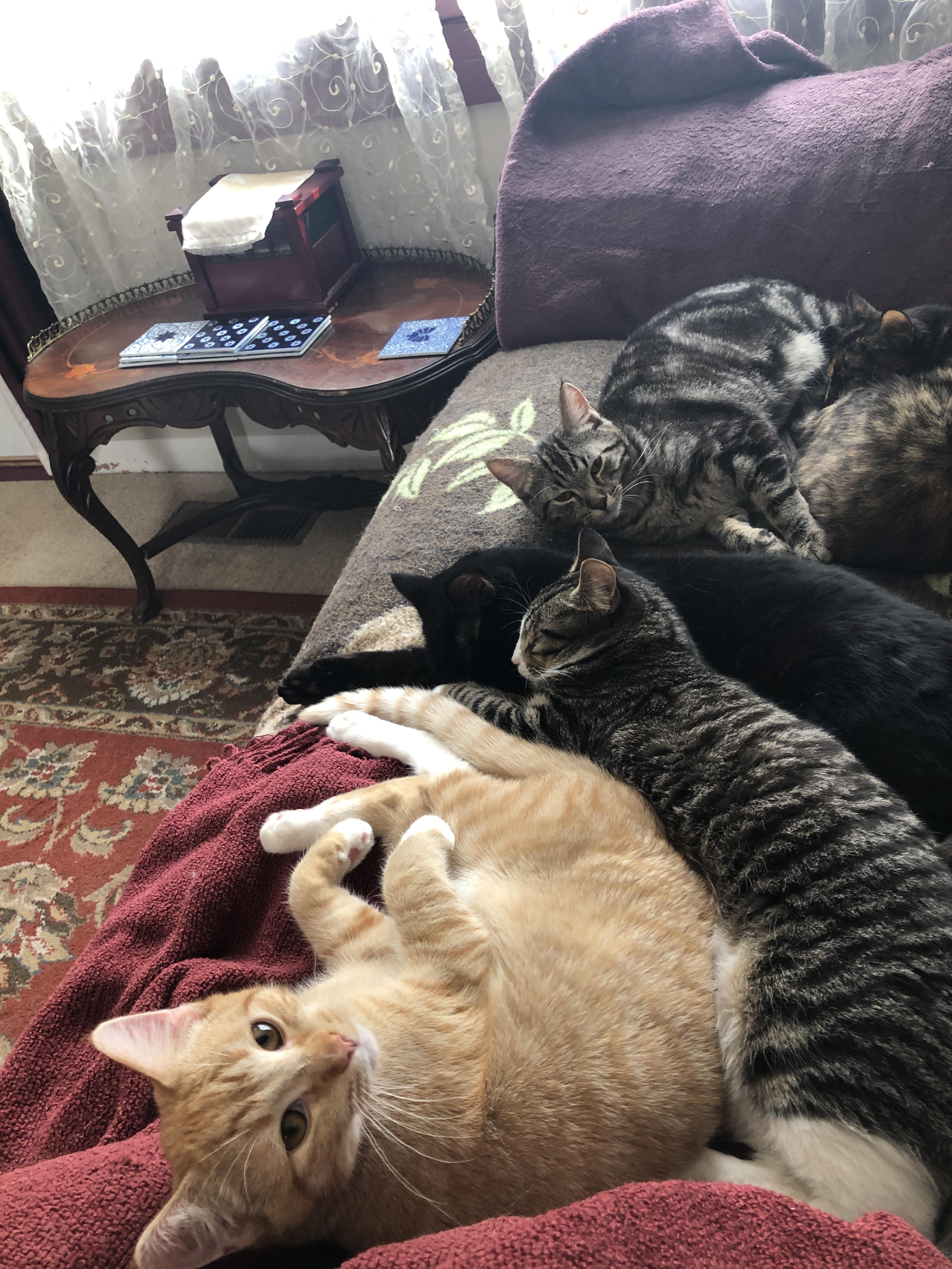 Five cat cuddle puddle | Scrolller
