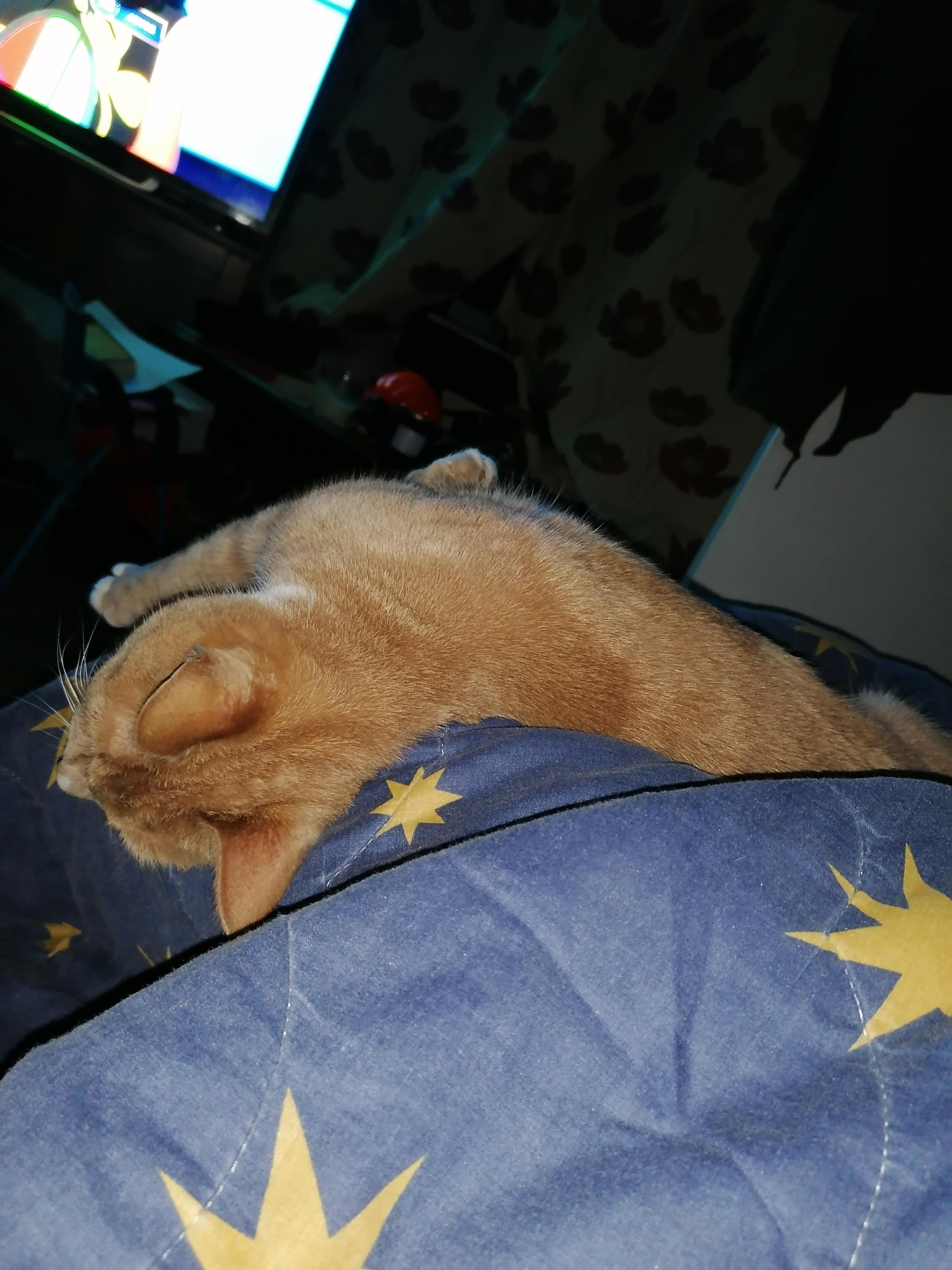 Flame just casually draping himself across my legs for a snooze. | Scrolller