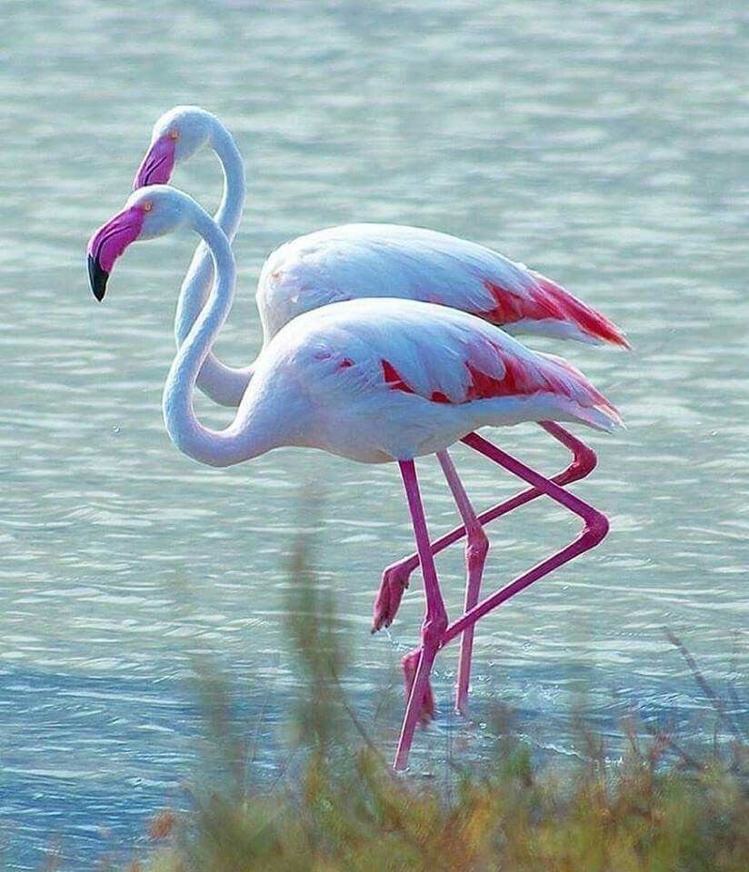 Flamingo pair | Scrolller