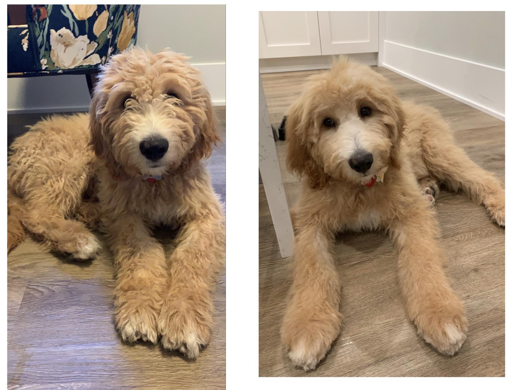 Flanagan’s first puppy trim! | Scrolller