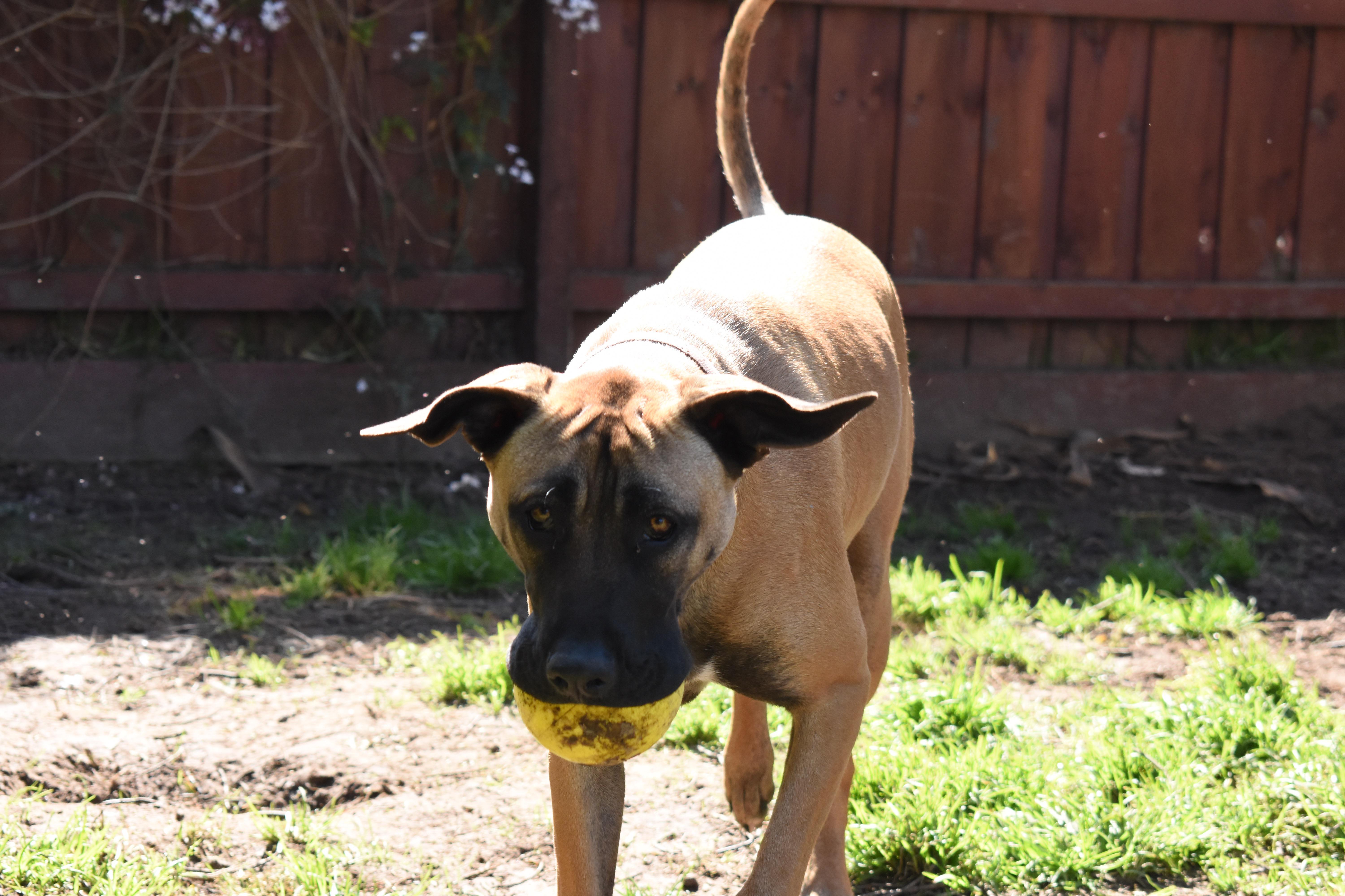 Flappy ears! | Scrolller