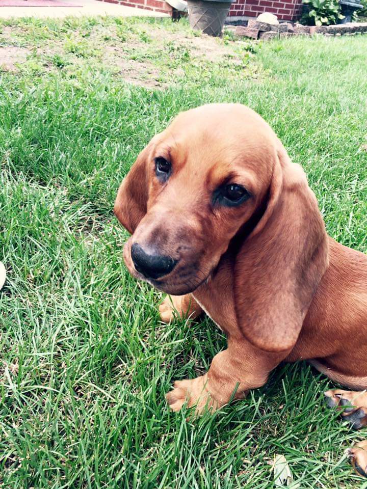 Flashback to my baby basset, Cooper. | Scrolller