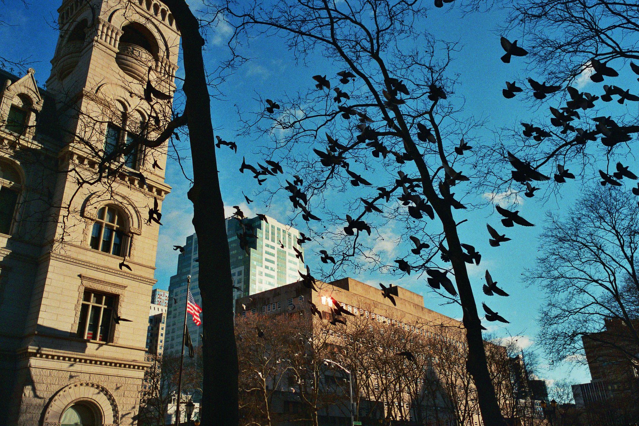 Fleeting | Contax G2, Kodak Portra 800 | Scrolller