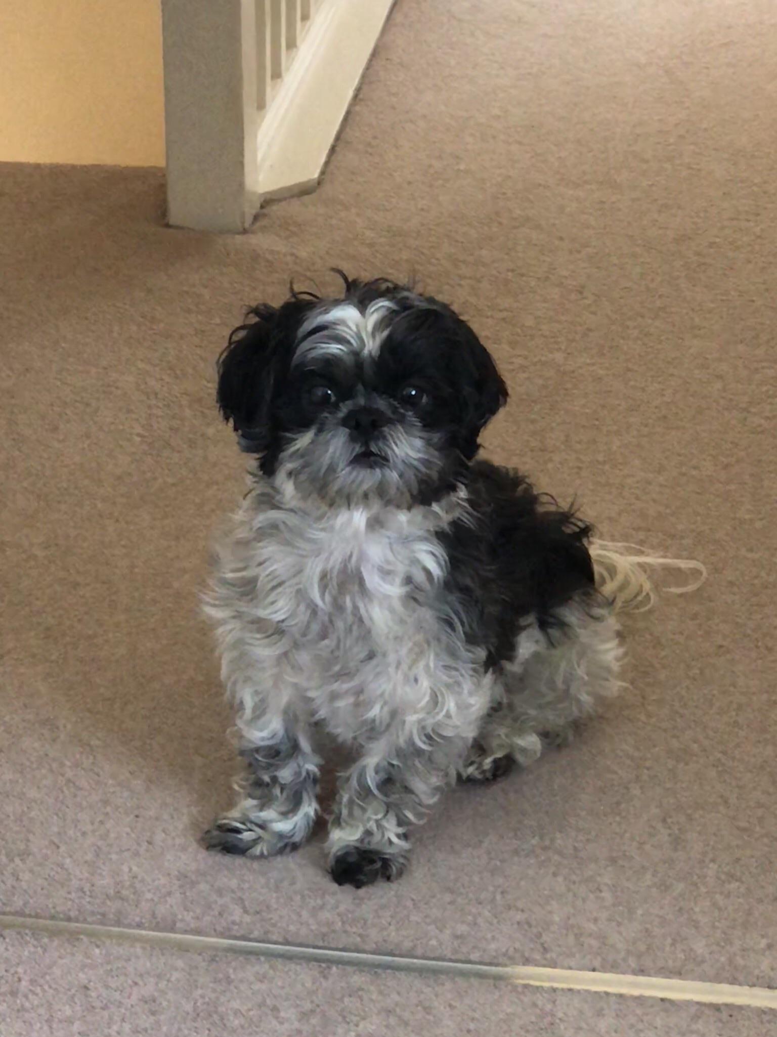 Floof ball | Scrolller