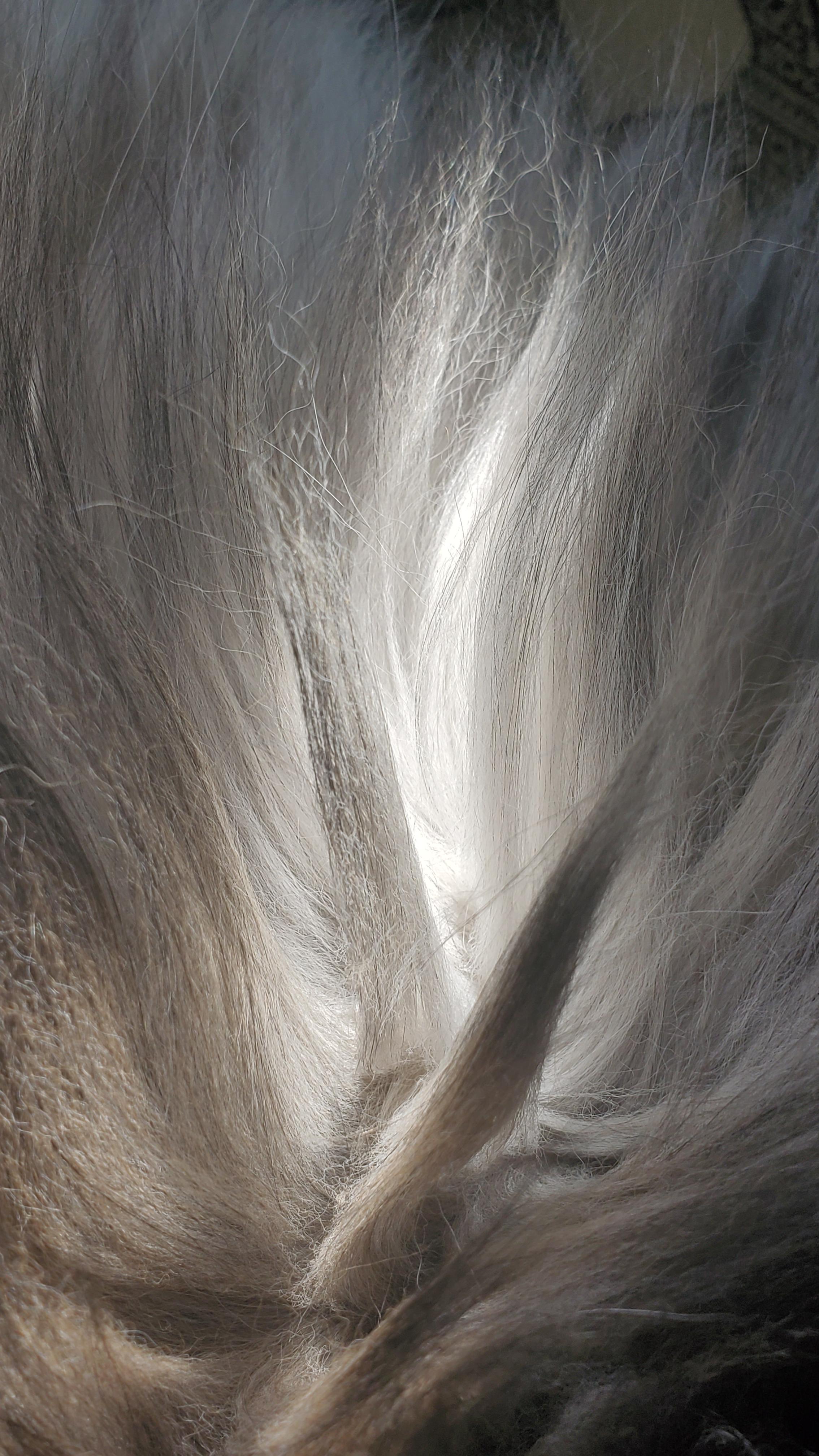 Floof in the sun | Scrolller