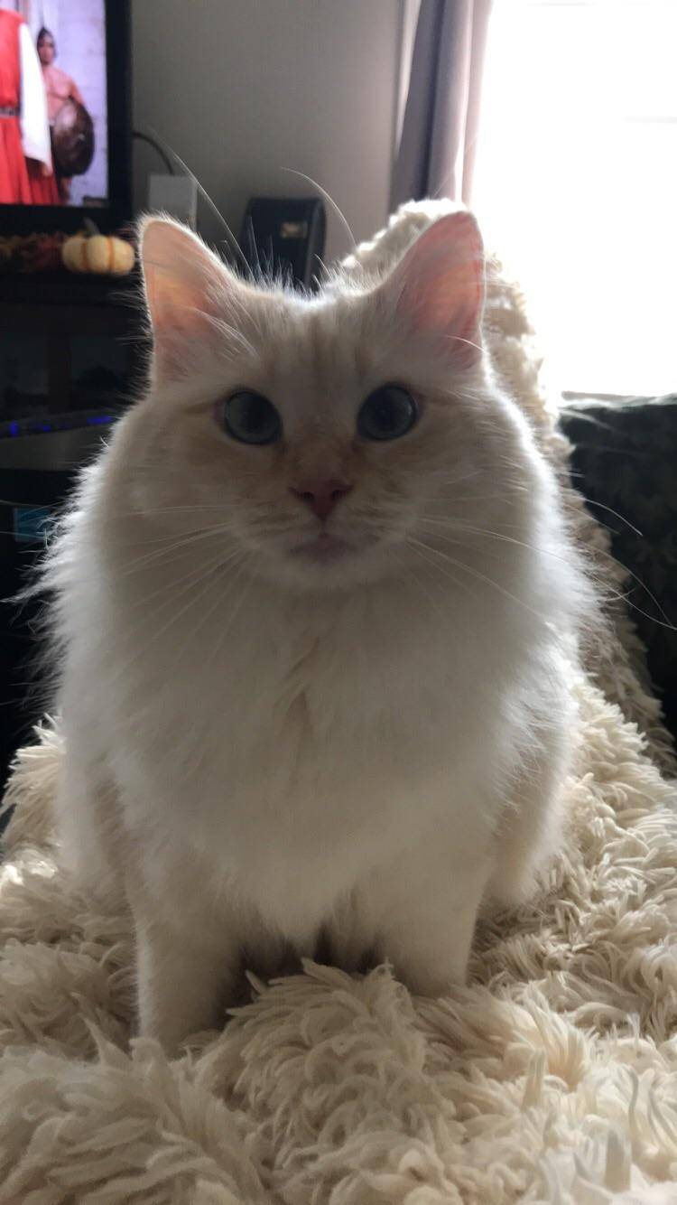 Floof wants your attention, and she’s not leaving your lap till she gets it | Scrolller