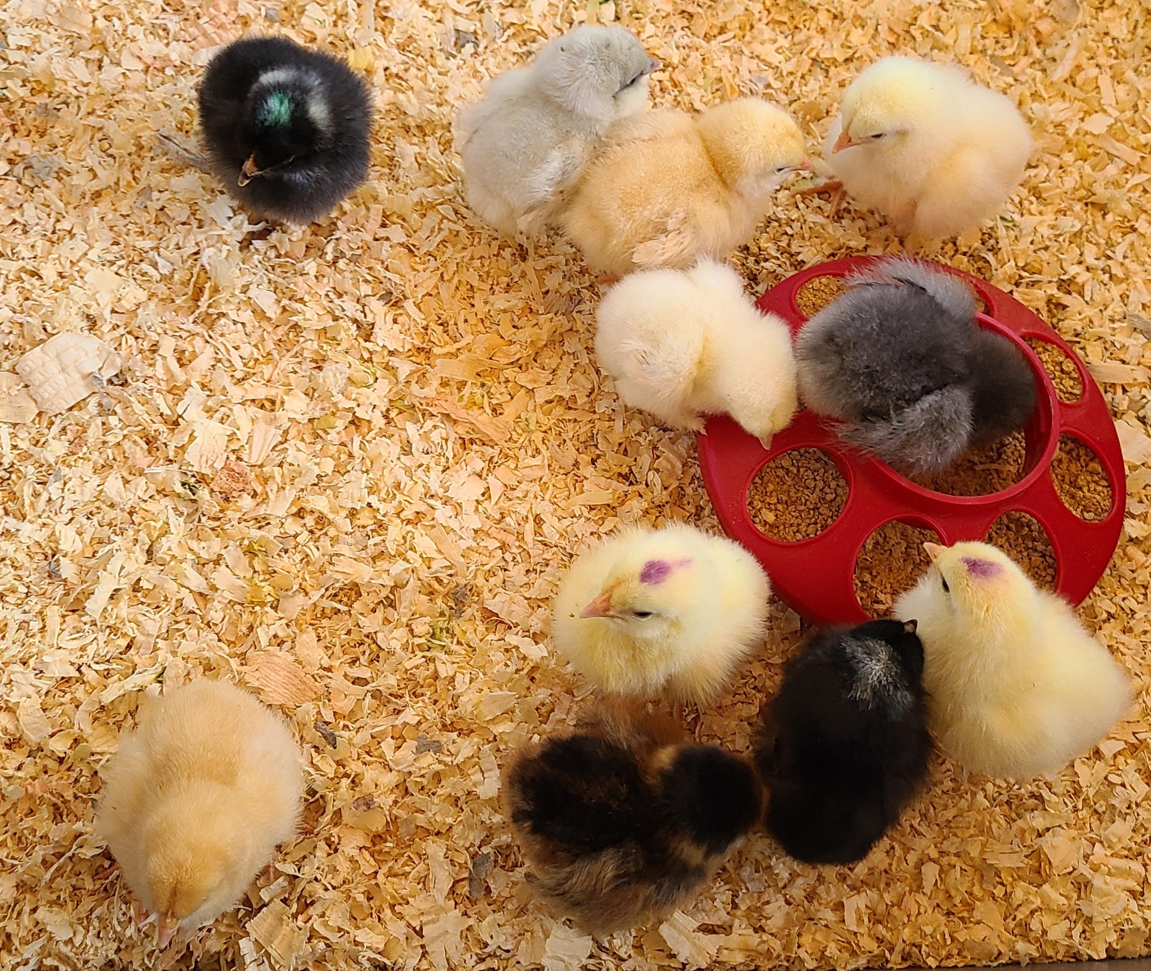 Floofy butts have arrived, let the fun begin!! | Scrolller