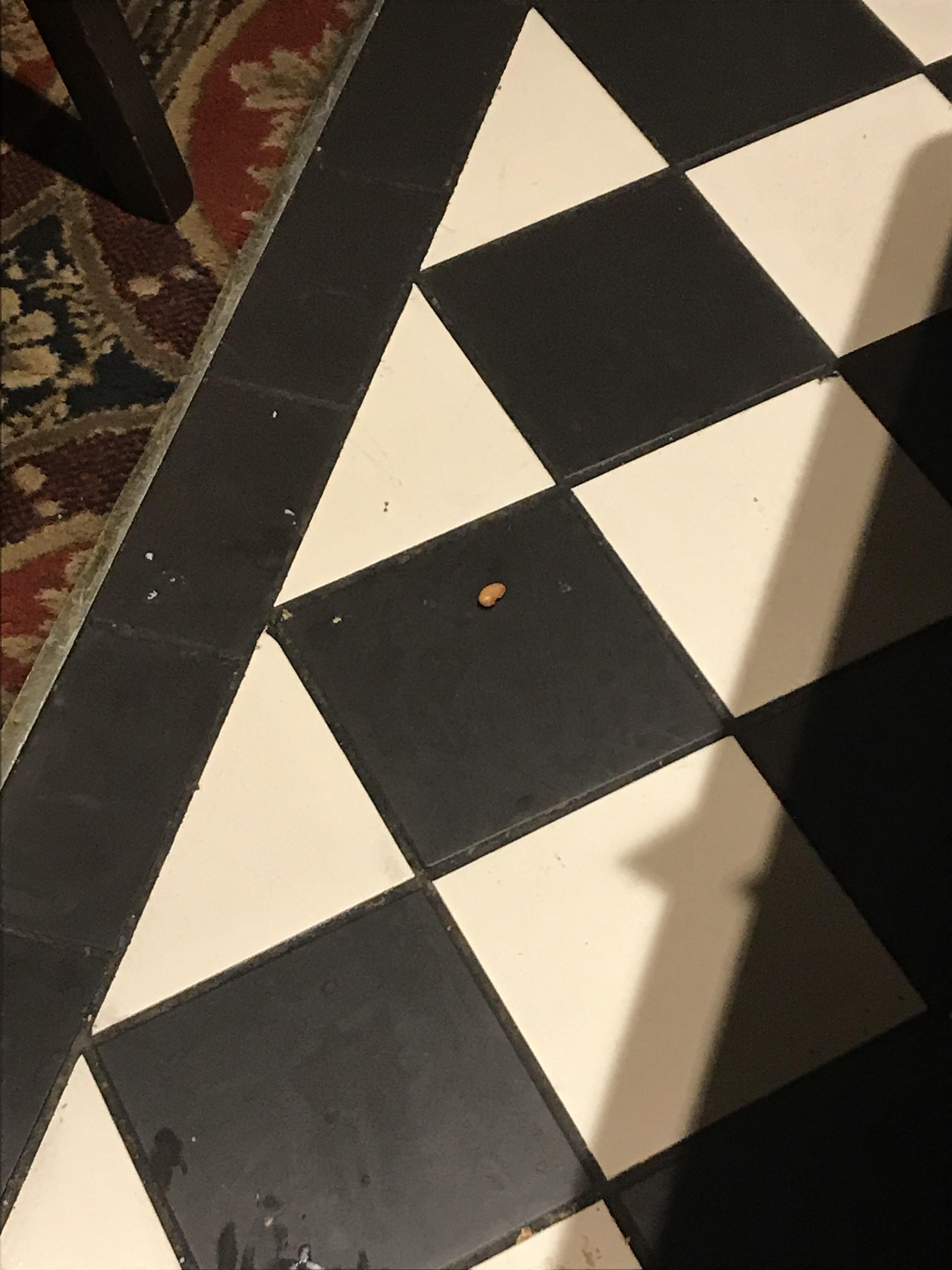 Floor bean | Scrolller