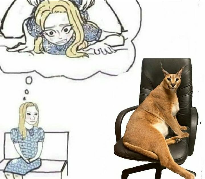 floppa_irl | Scrolller