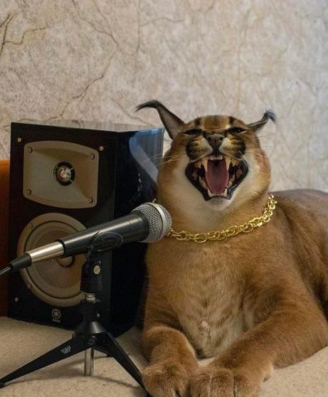 Floppa says he supports. | Scrolller