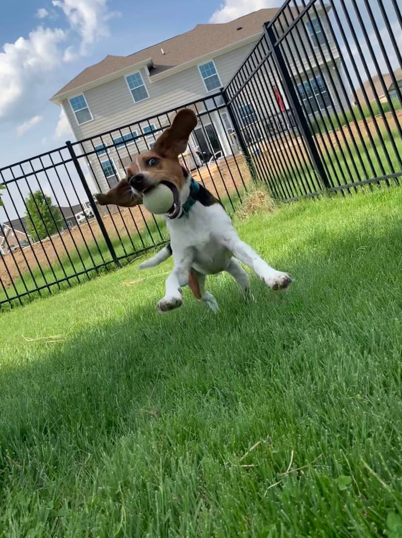 Floppy ears are the best! | Scrolller