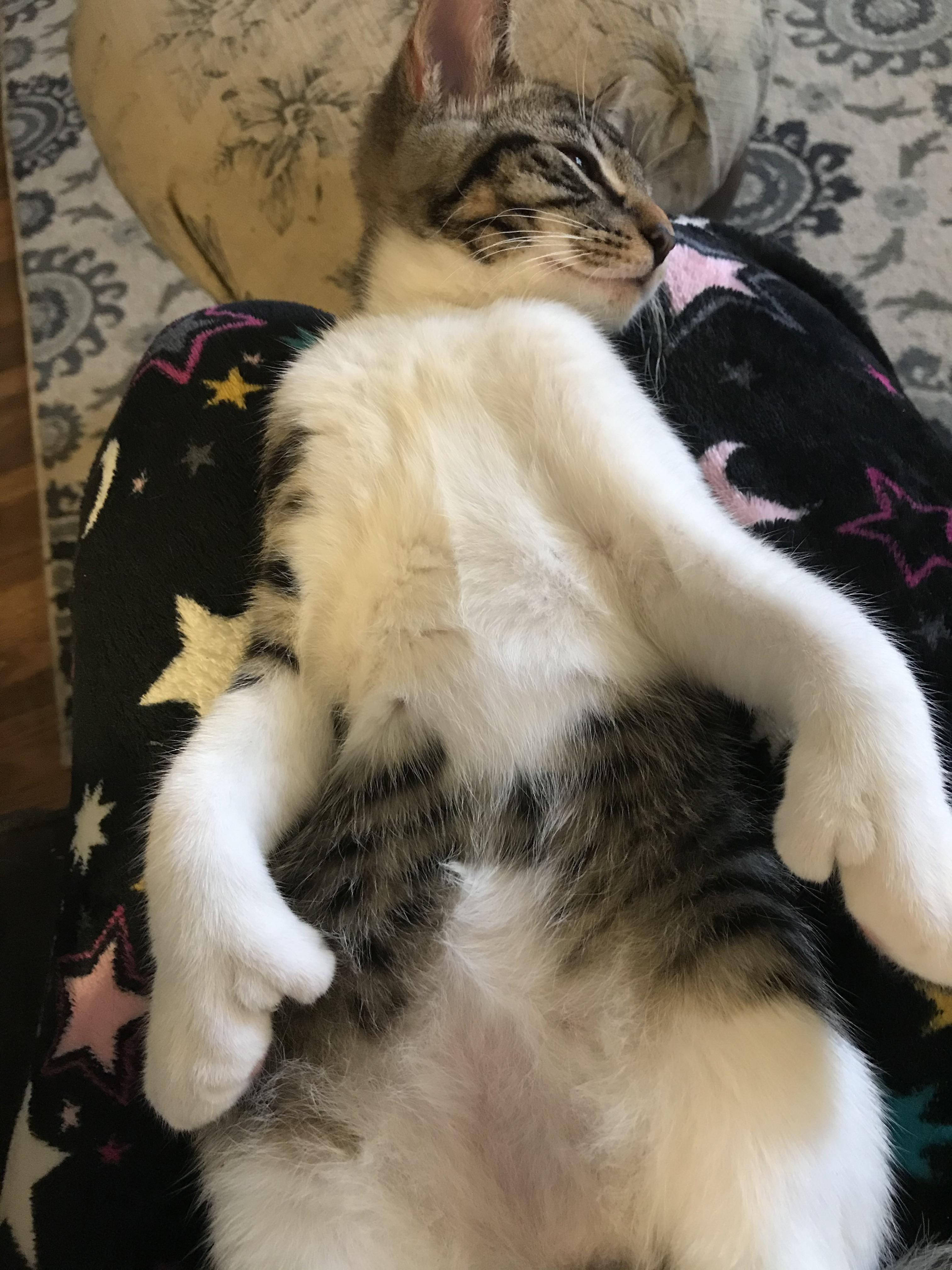 Floppy the cat | Scrolller