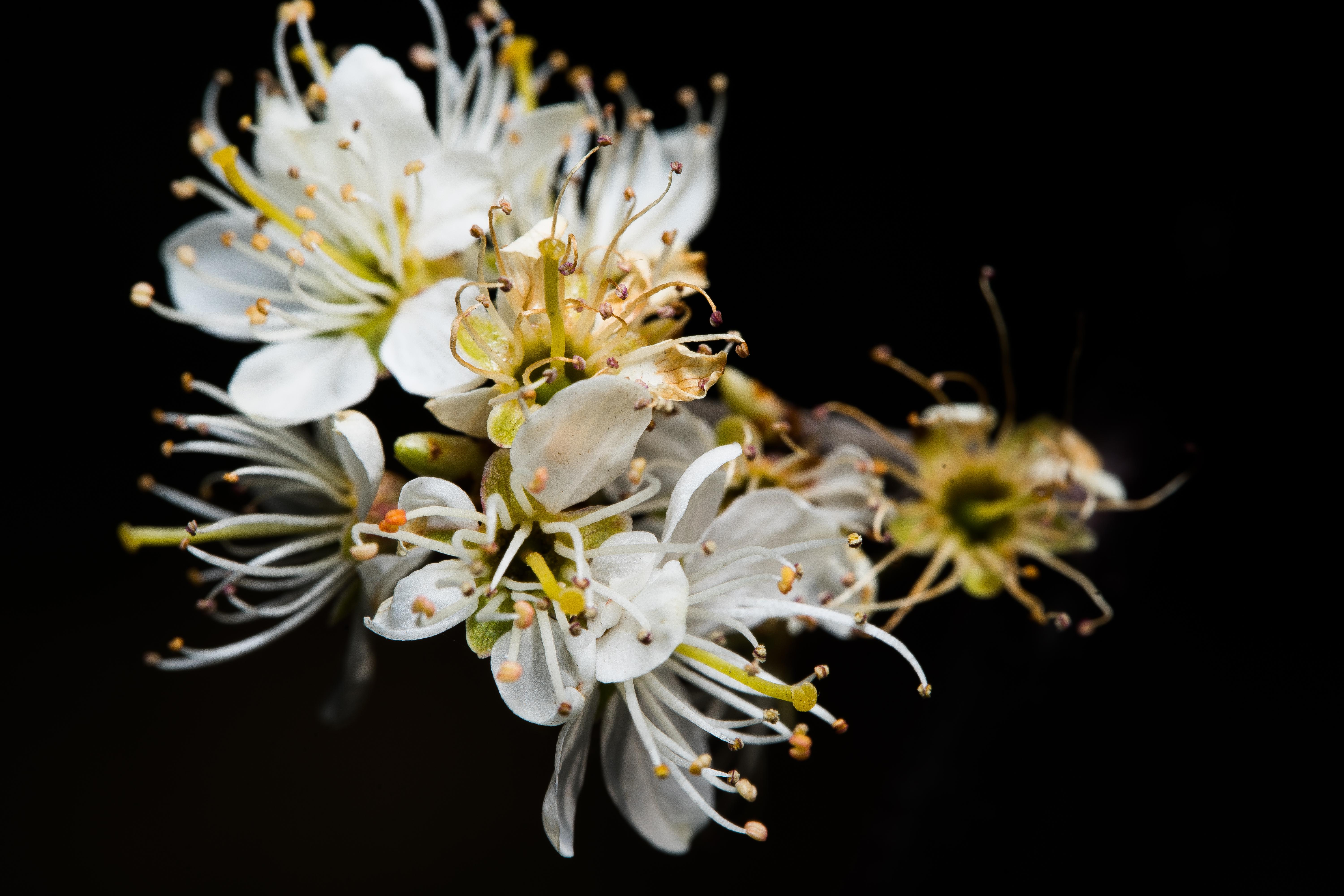 Flower Scrolller