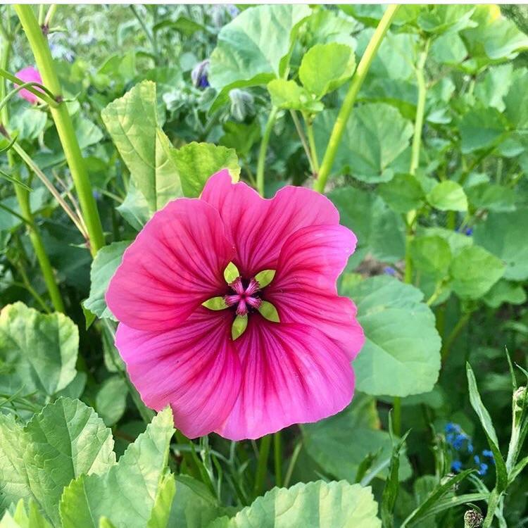 Flower identification- my aunt planted a wildflower blend and was hoping to identify this beauty ...