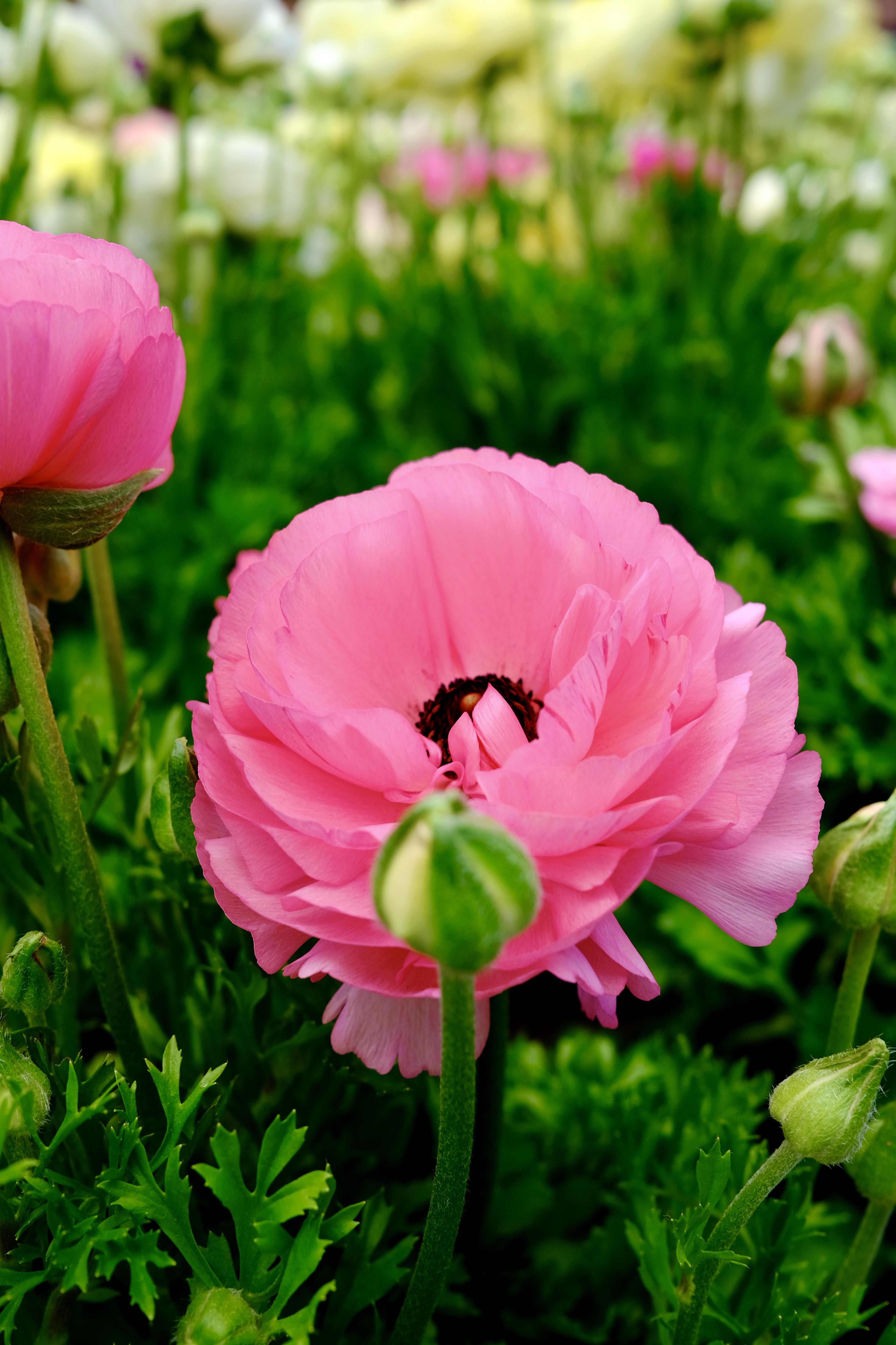 Flower - x100v | Scrolller