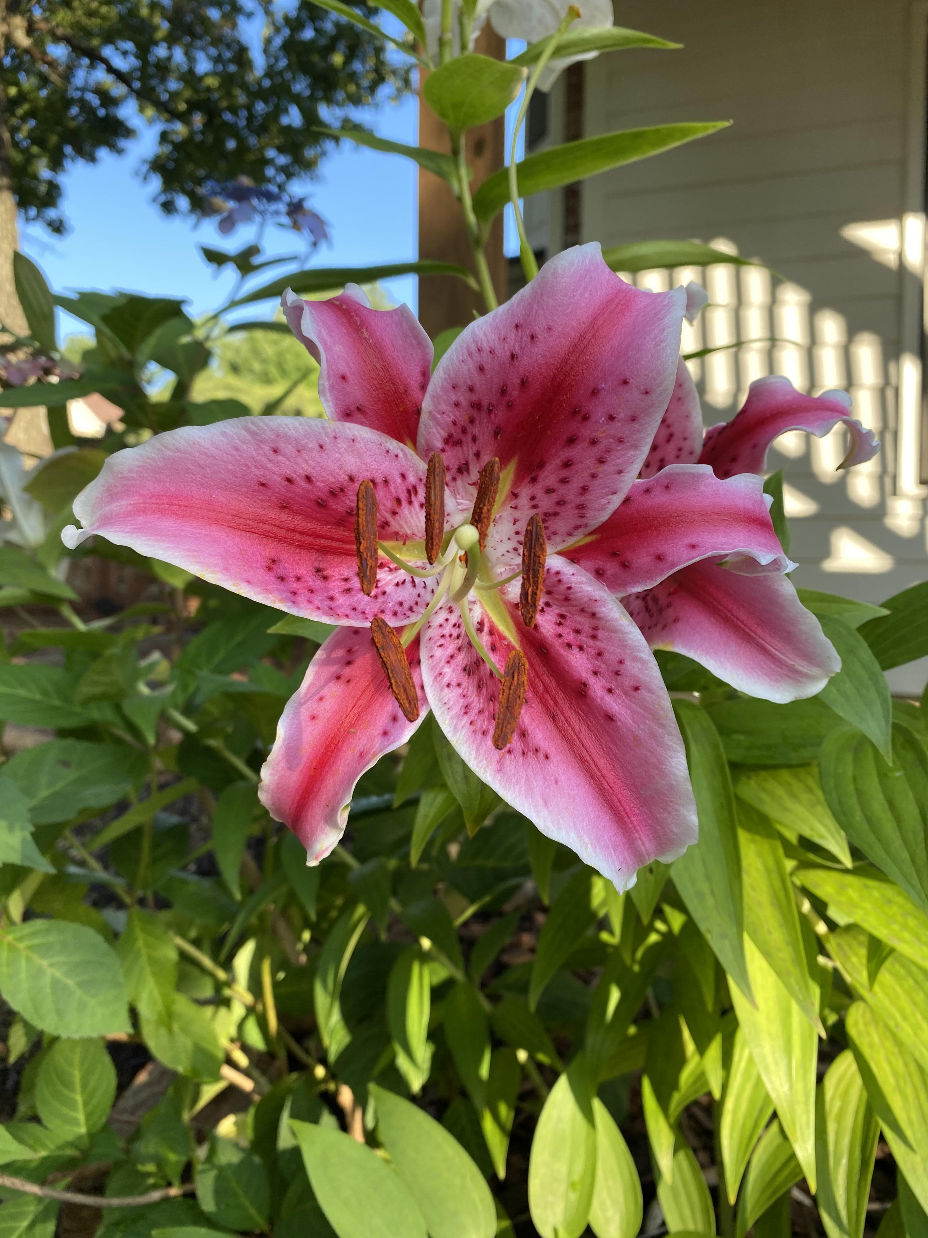 Flowers in our backyard | Scrolller