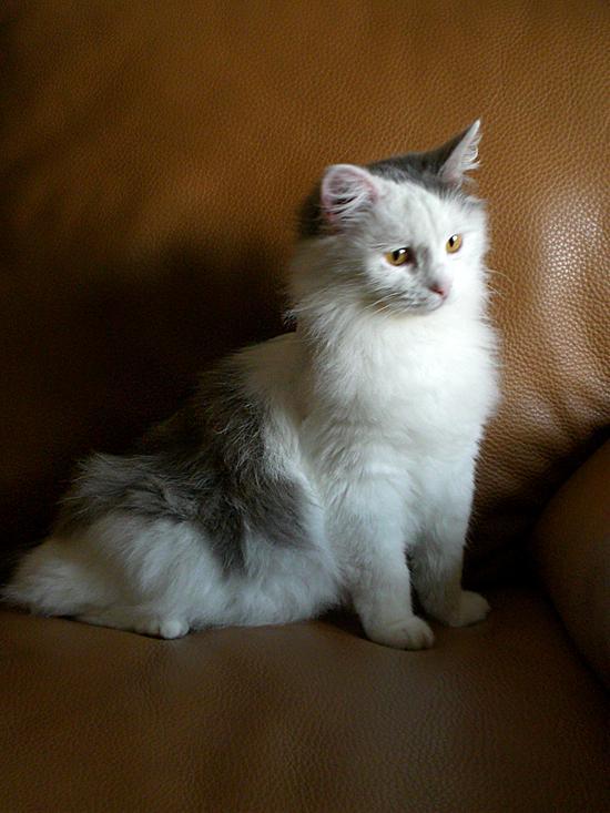 Fluff's Impromptu Portrait | Scrolller