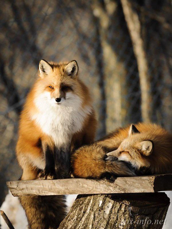 Discover more like Foxes: Fluffy and Related Content | Scrolller