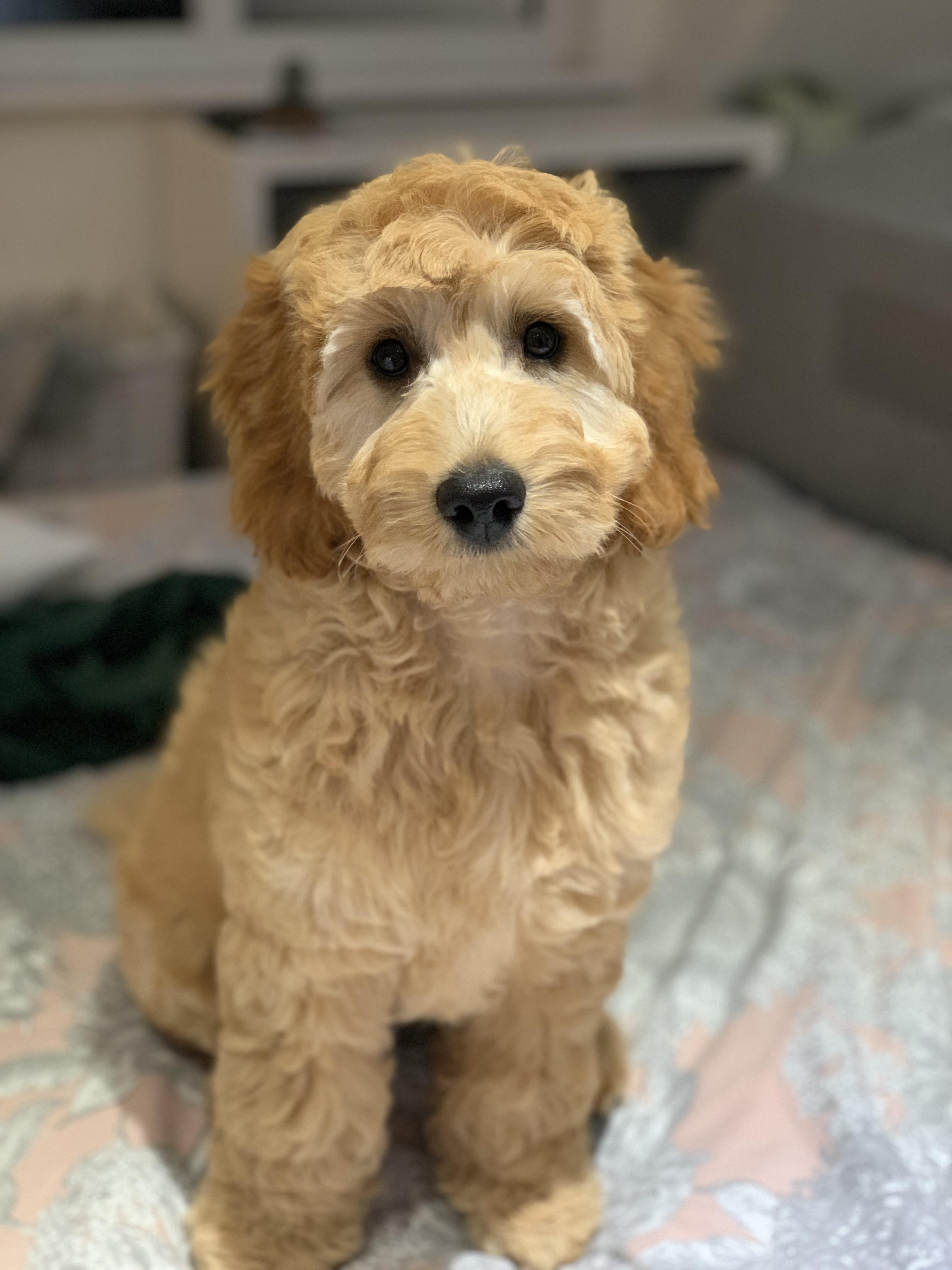 Fluffy pupper | Scrolller