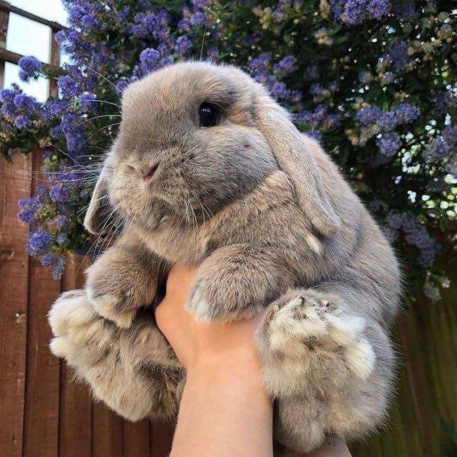 Fluffy rabbits are so cute! | Scrolller