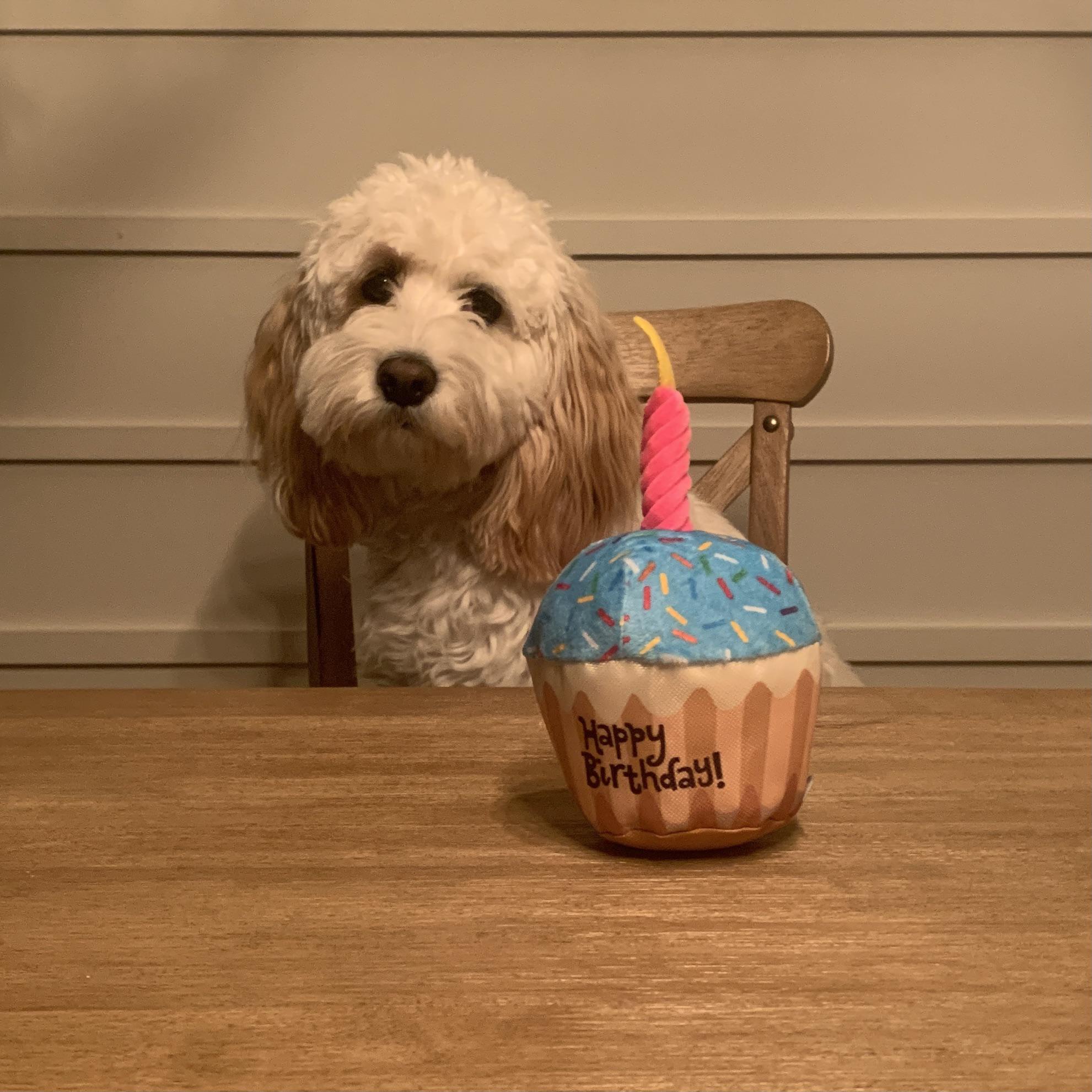 Fluffy’s first birthday! 🥳🥰 | Scrolller