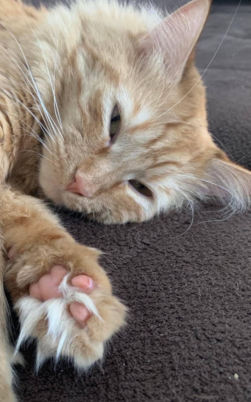 Fluffy toe beans | Scrolller