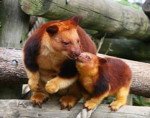 Fluffy Tree Kangaroos | Scrolller