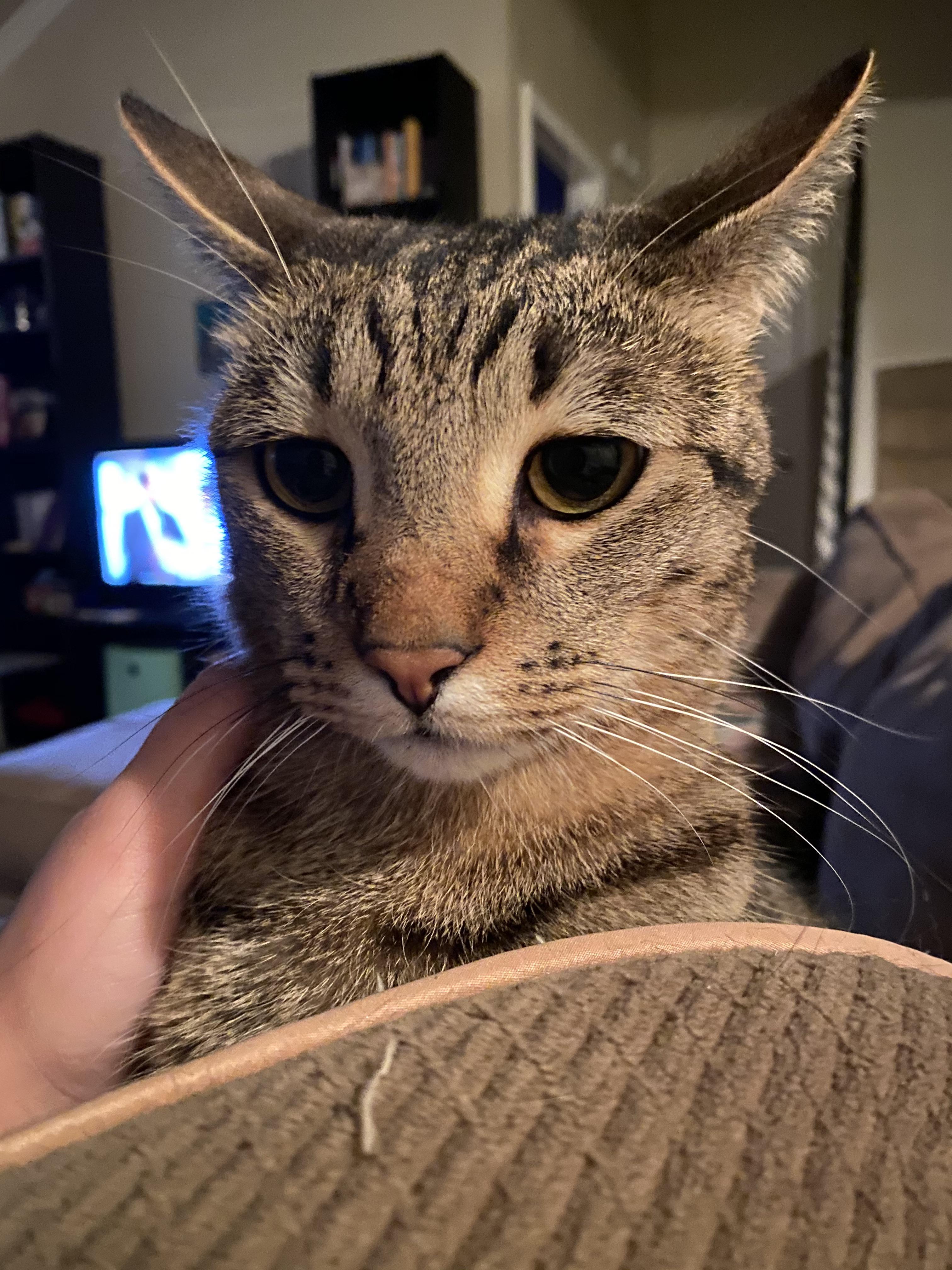 Fly away Samson | Scrolller