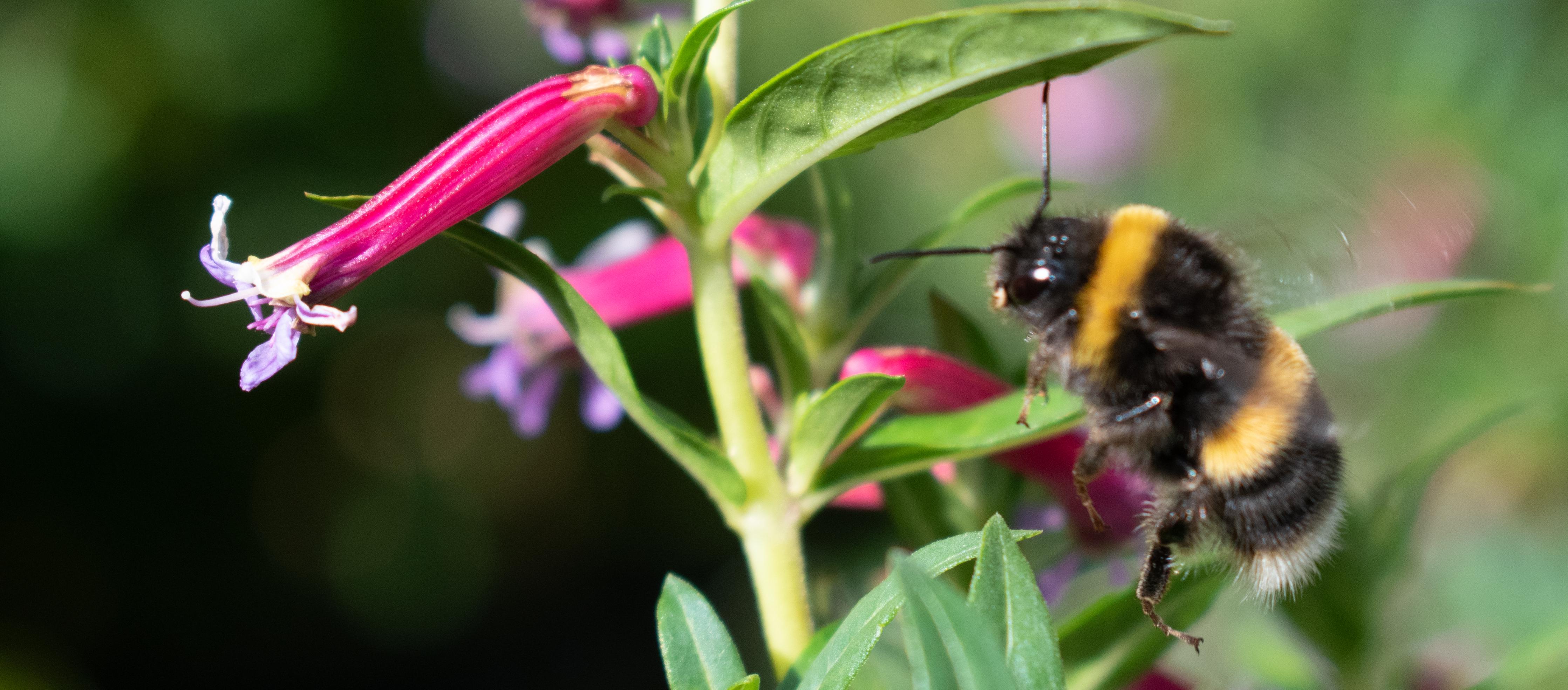 Flying Bumble bee | Scrolller