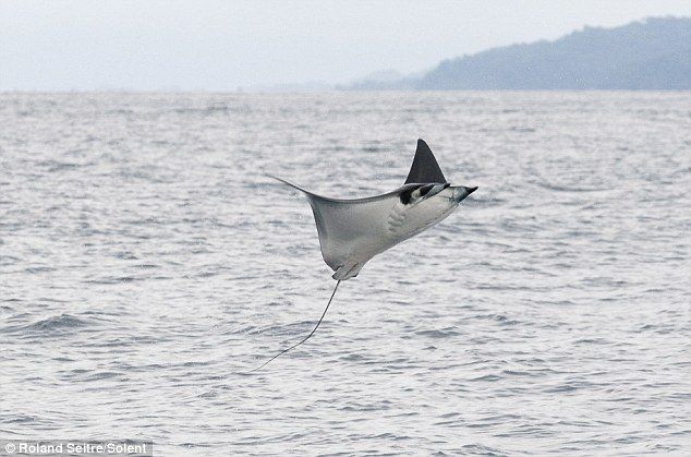 Flying manta ray. [634x419] | Scrolller