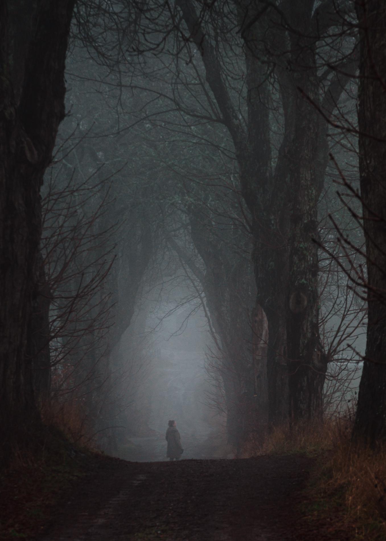 Foggy walk in forest. [OC] | Scrolller