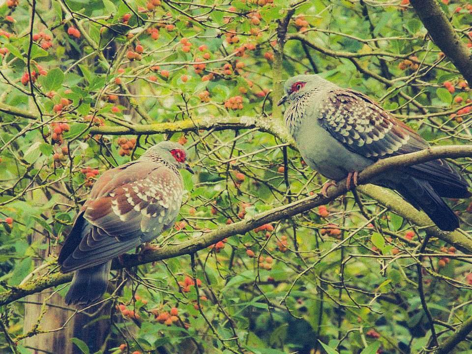 For bird lovers 🕊 | Scrolller