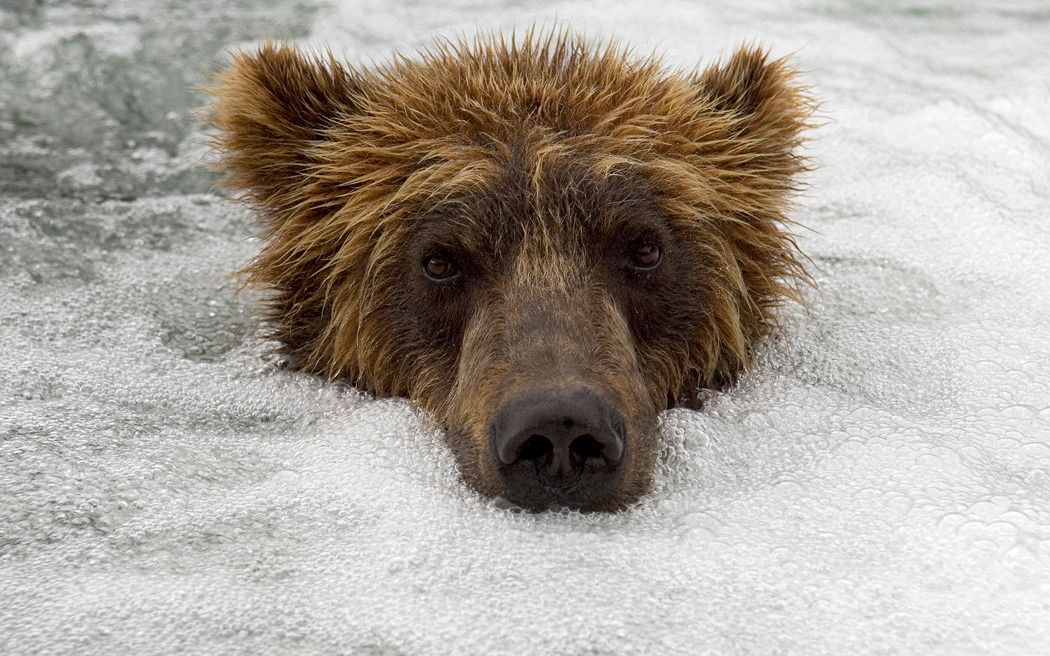 Forget shower, this is jacuzzi bear | Scrolller