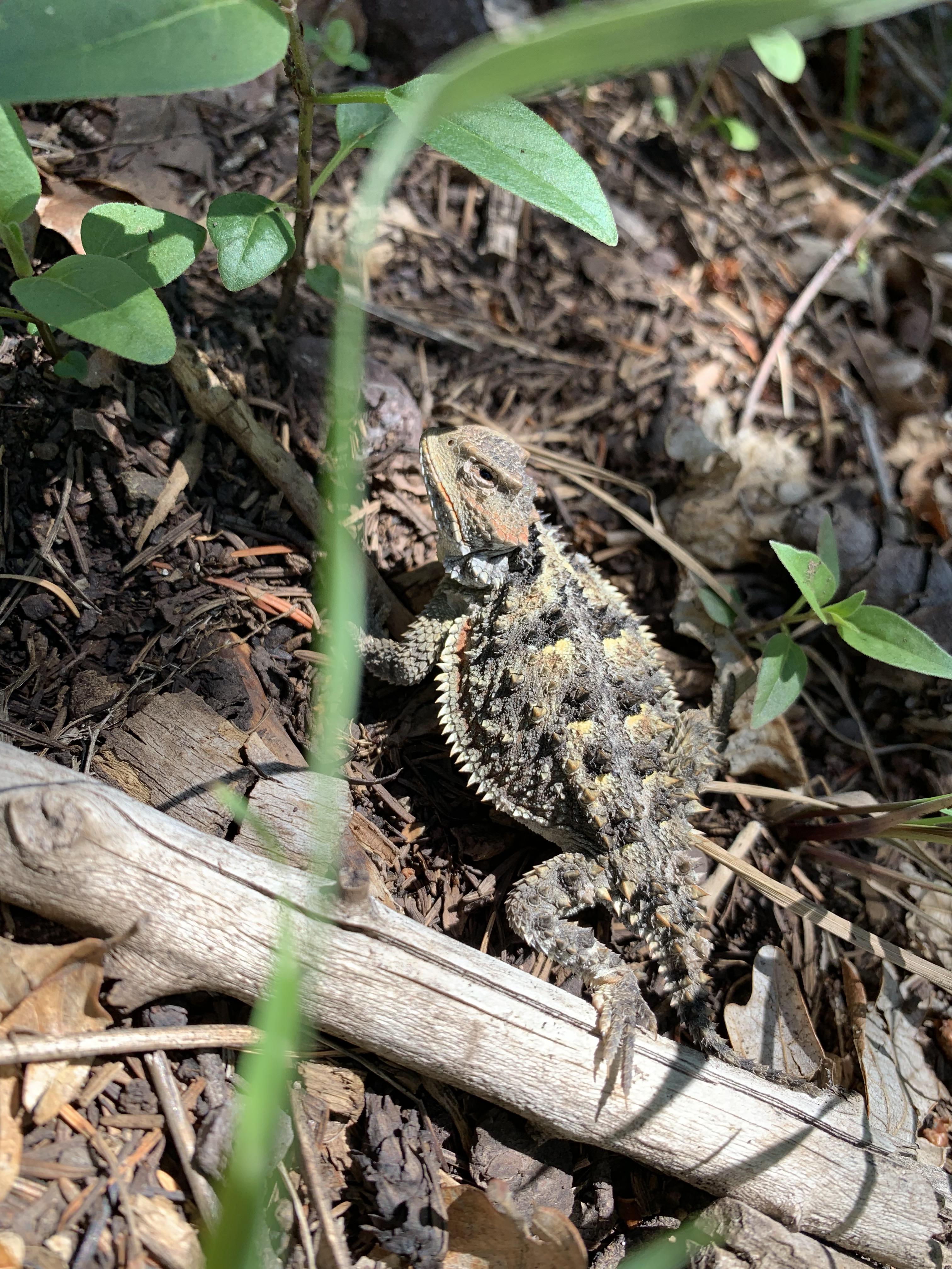 found this Horny Toad (aka Horned Lizard) in New Mexico. Named him Bernard, he didn’t mind me ...