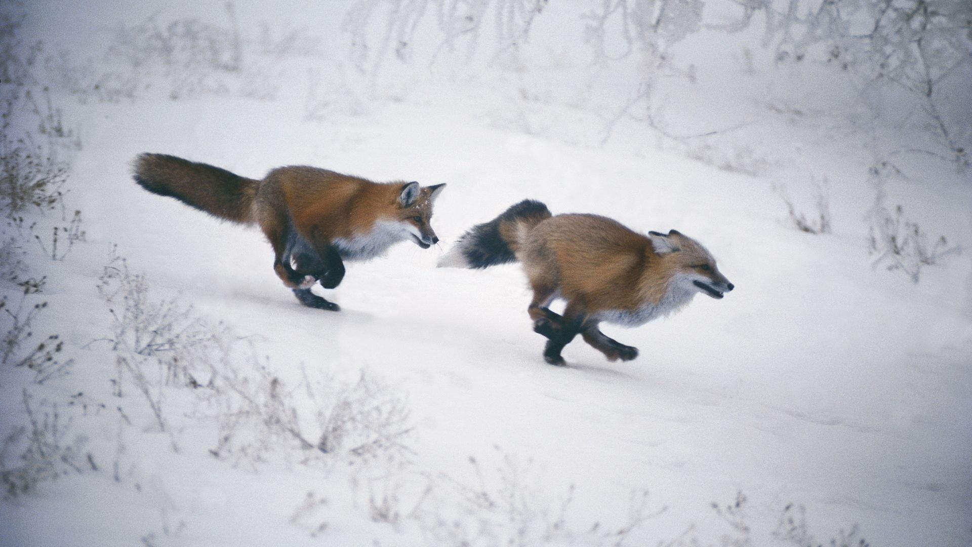 Fox winter jogging hunting [1920x1080] | Scrolller