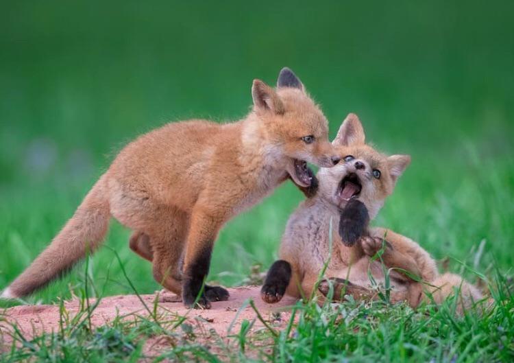 Foxes are adorable | Scrolller