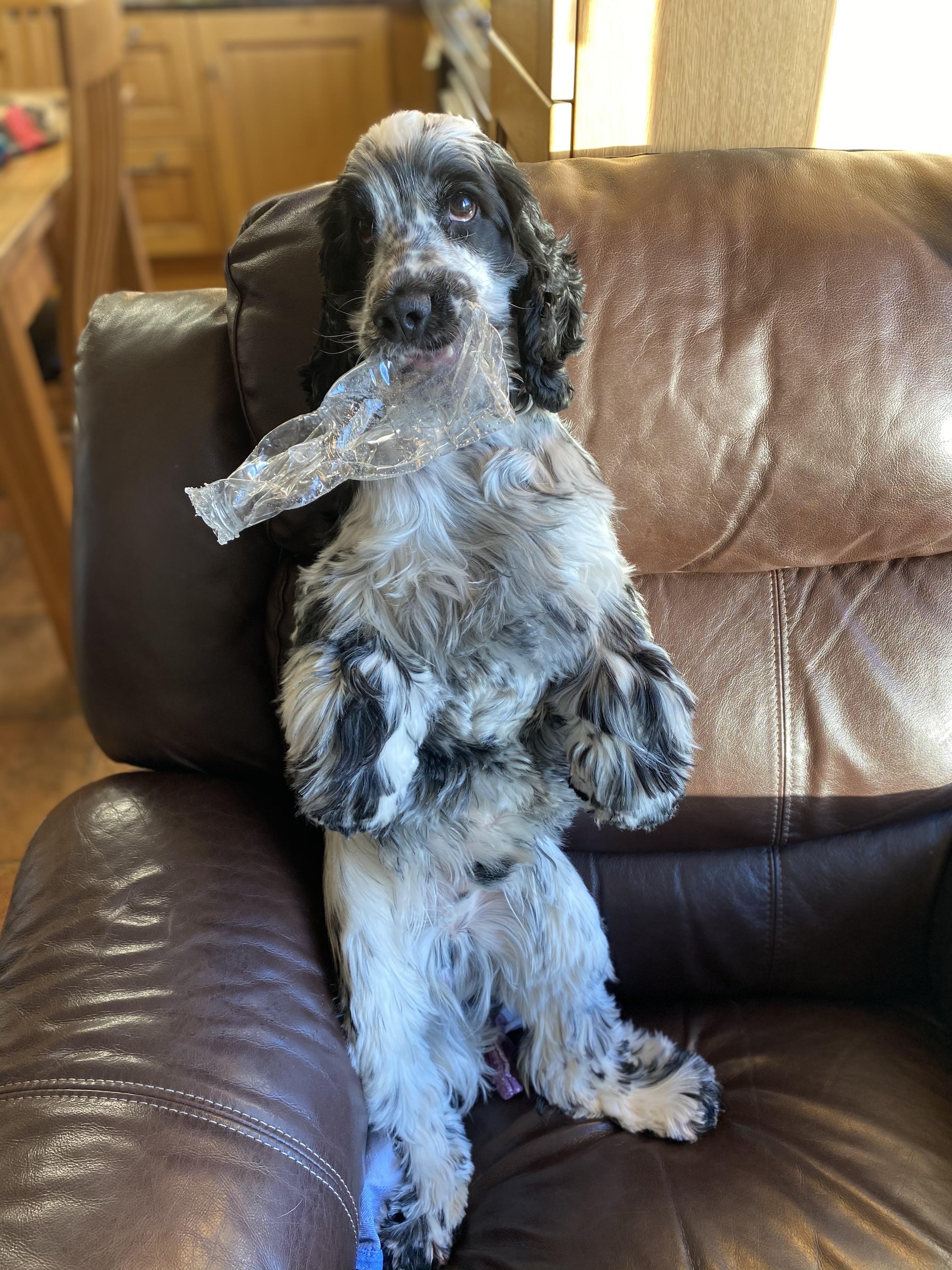 Freddo the little cocker spaniel! | Scrolller