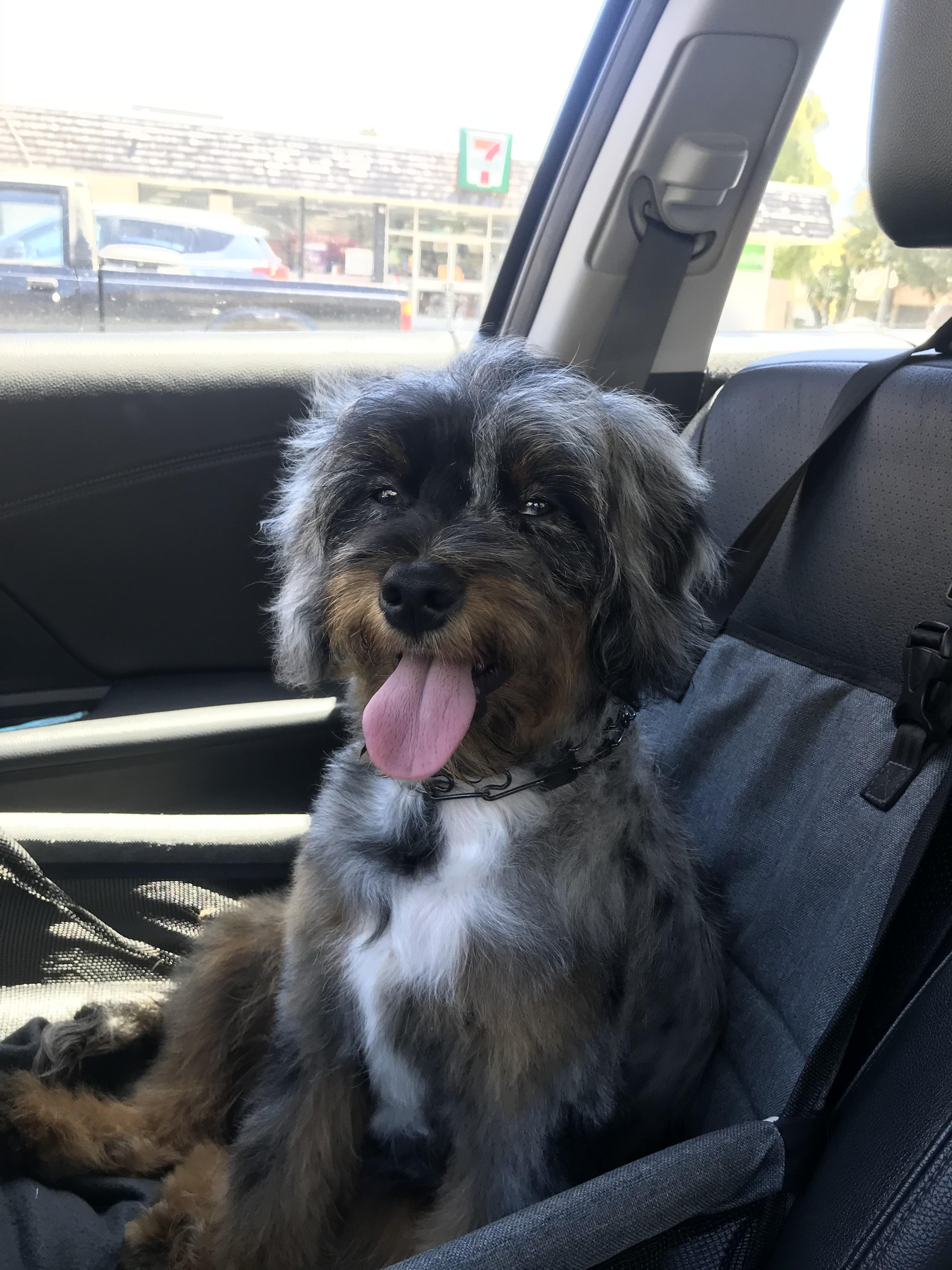 Fresh cut!!! Looking so handsome. | Scrolller