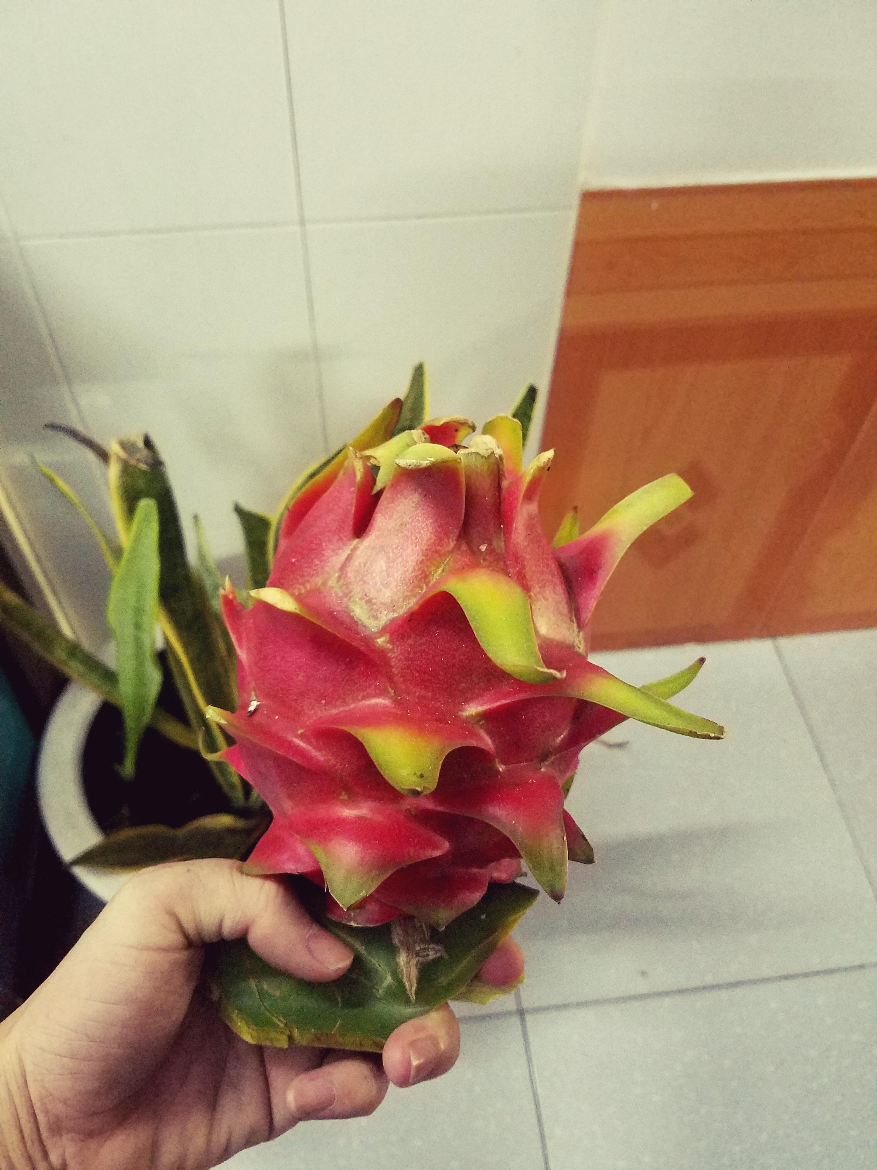 Fresh dragon fruits from my father farm. | Scrolller