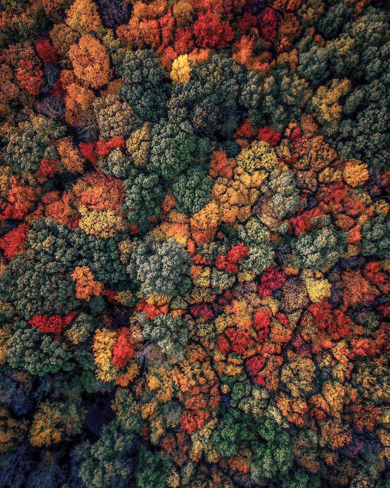 Fresh sun dried brocolli | Scrolller