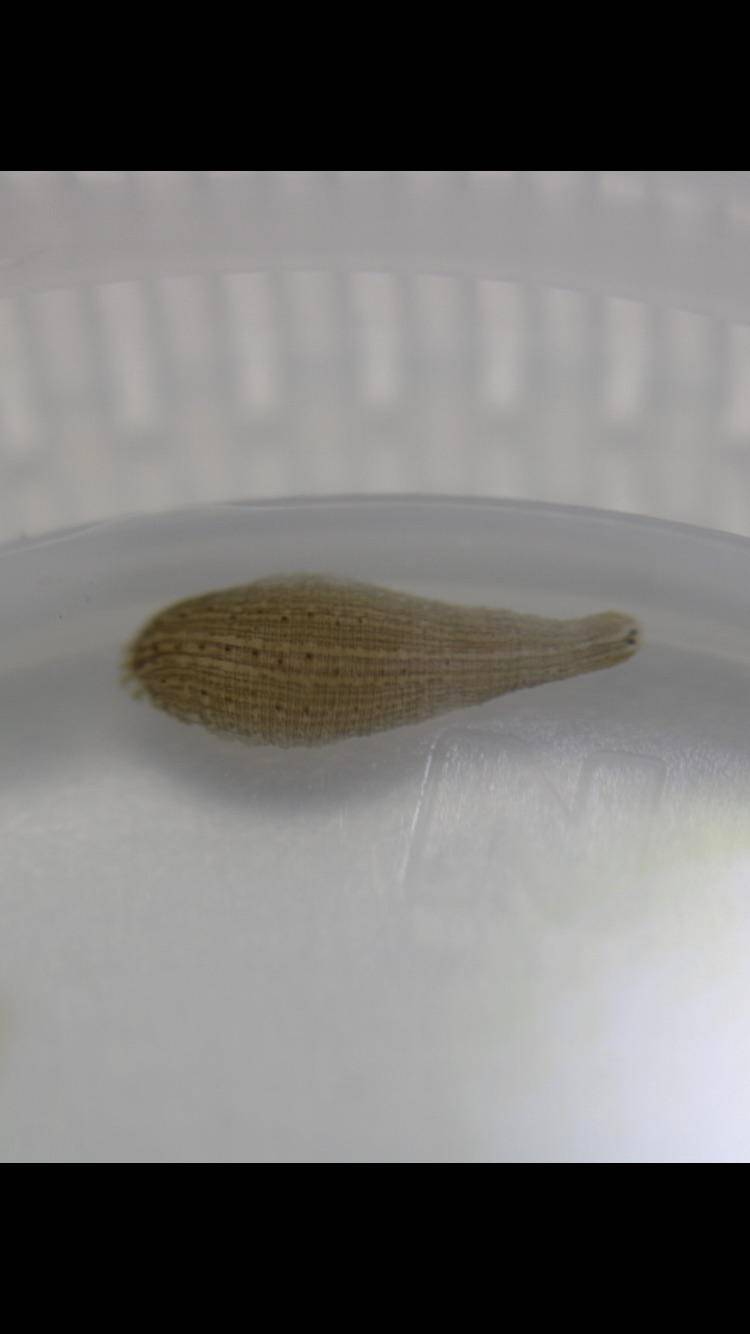 Freshwater leech I took out of my aquarium. | Scrolller