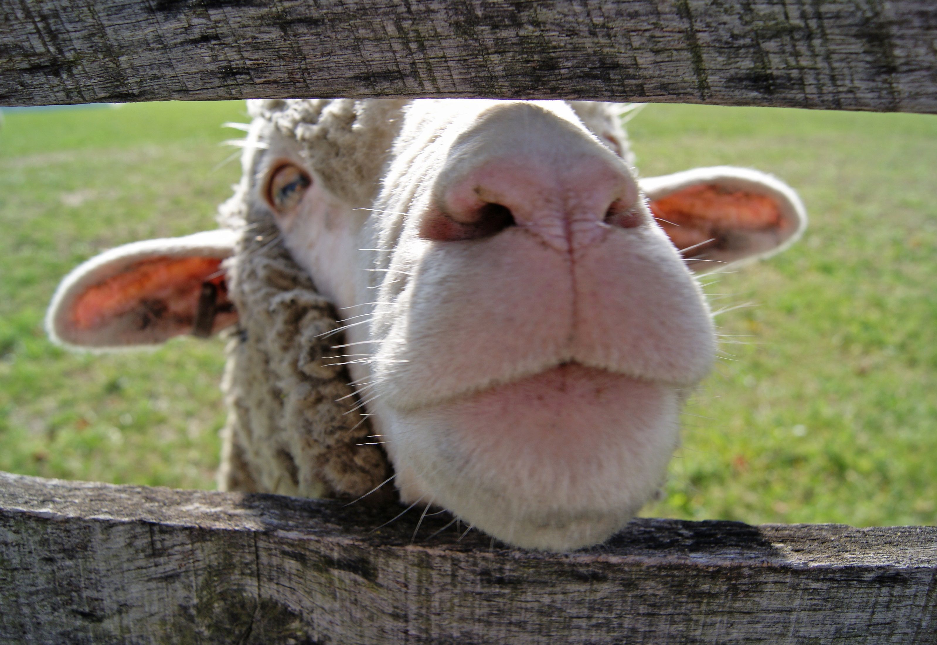 Friendly Sheep | Scrolller