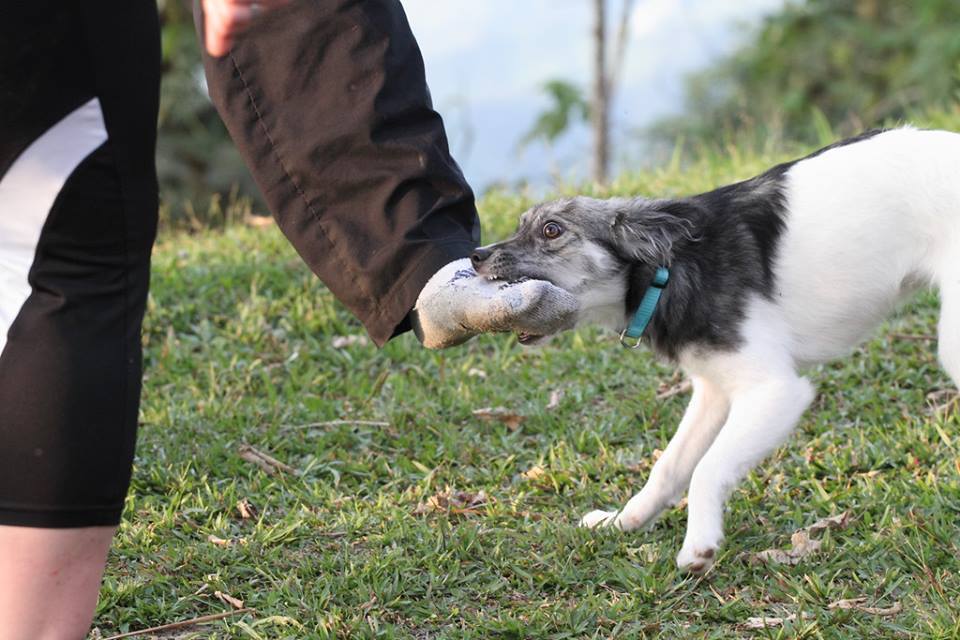 Friend's dog biting my foot | Scrolller