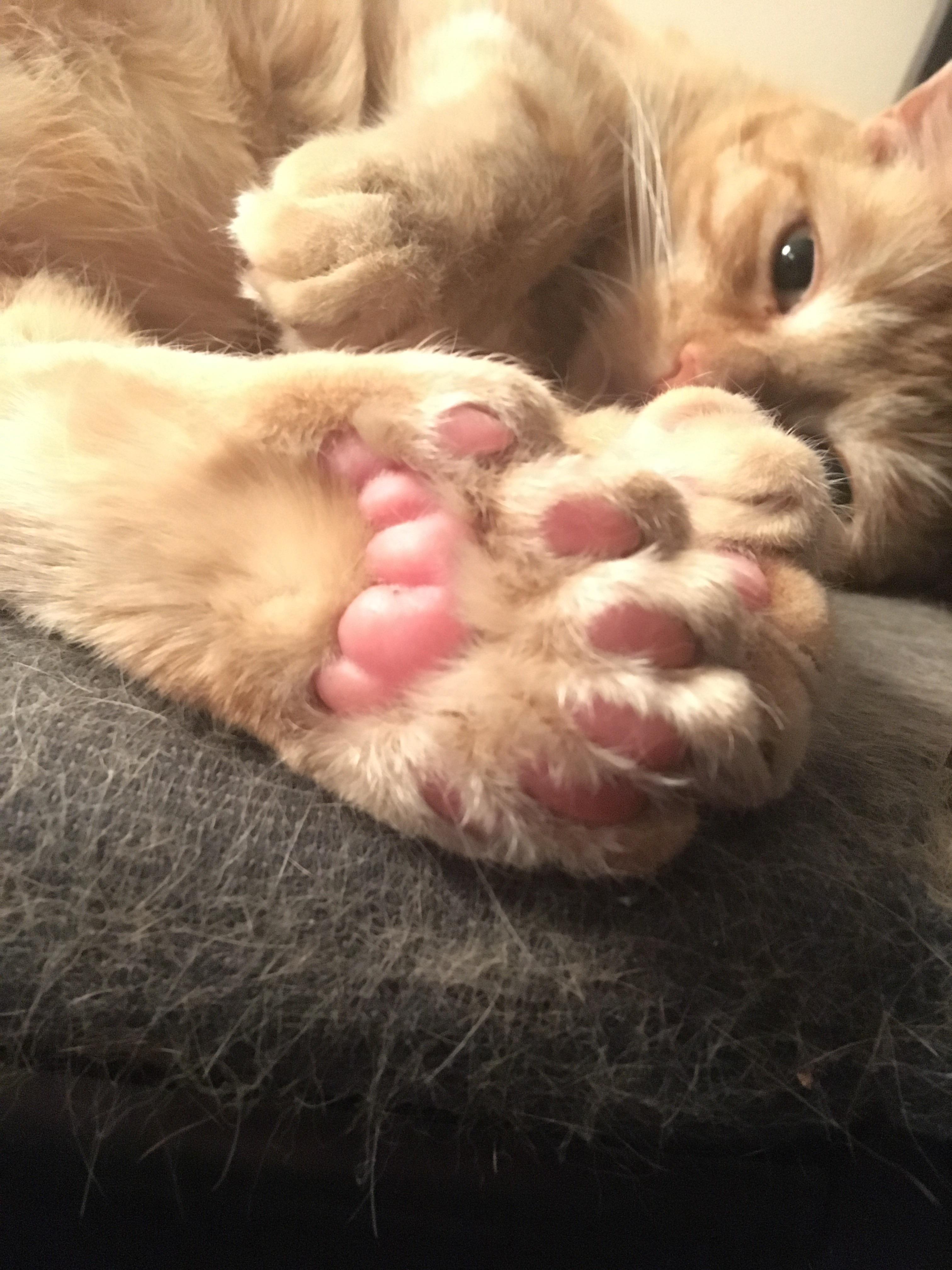 Fritz has more toe beans than you | Scrolller