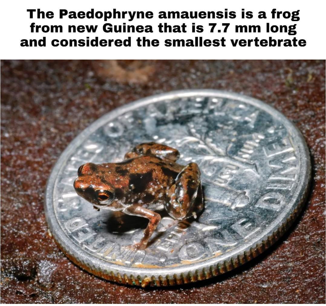 Frog fact #1 | Scrolller